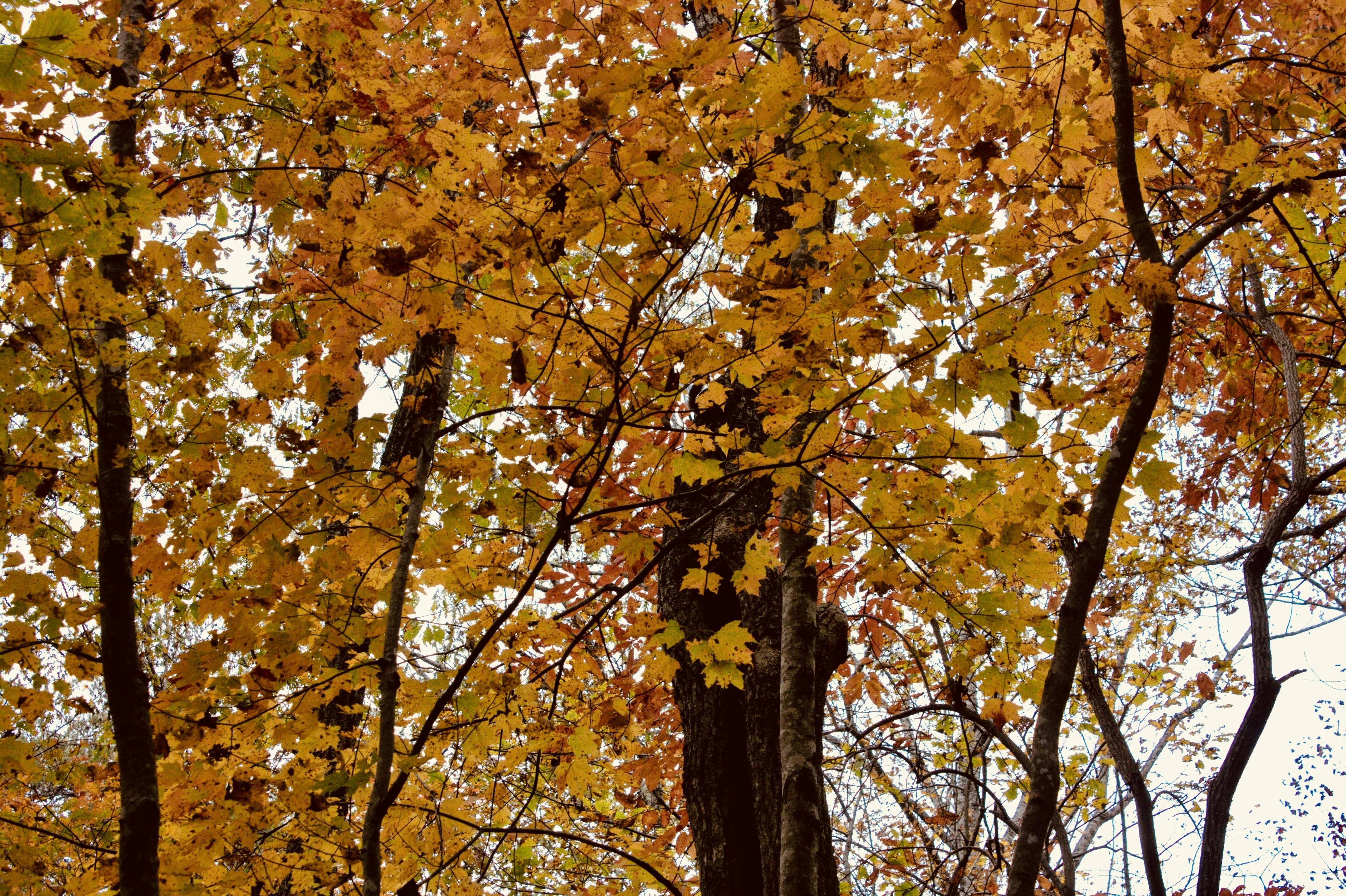 Vibrant autumn leaves in shades of gold and orange create a rich tapestry against the backdrop of a tree trunk. The scene captures the essence of fall's transformation.