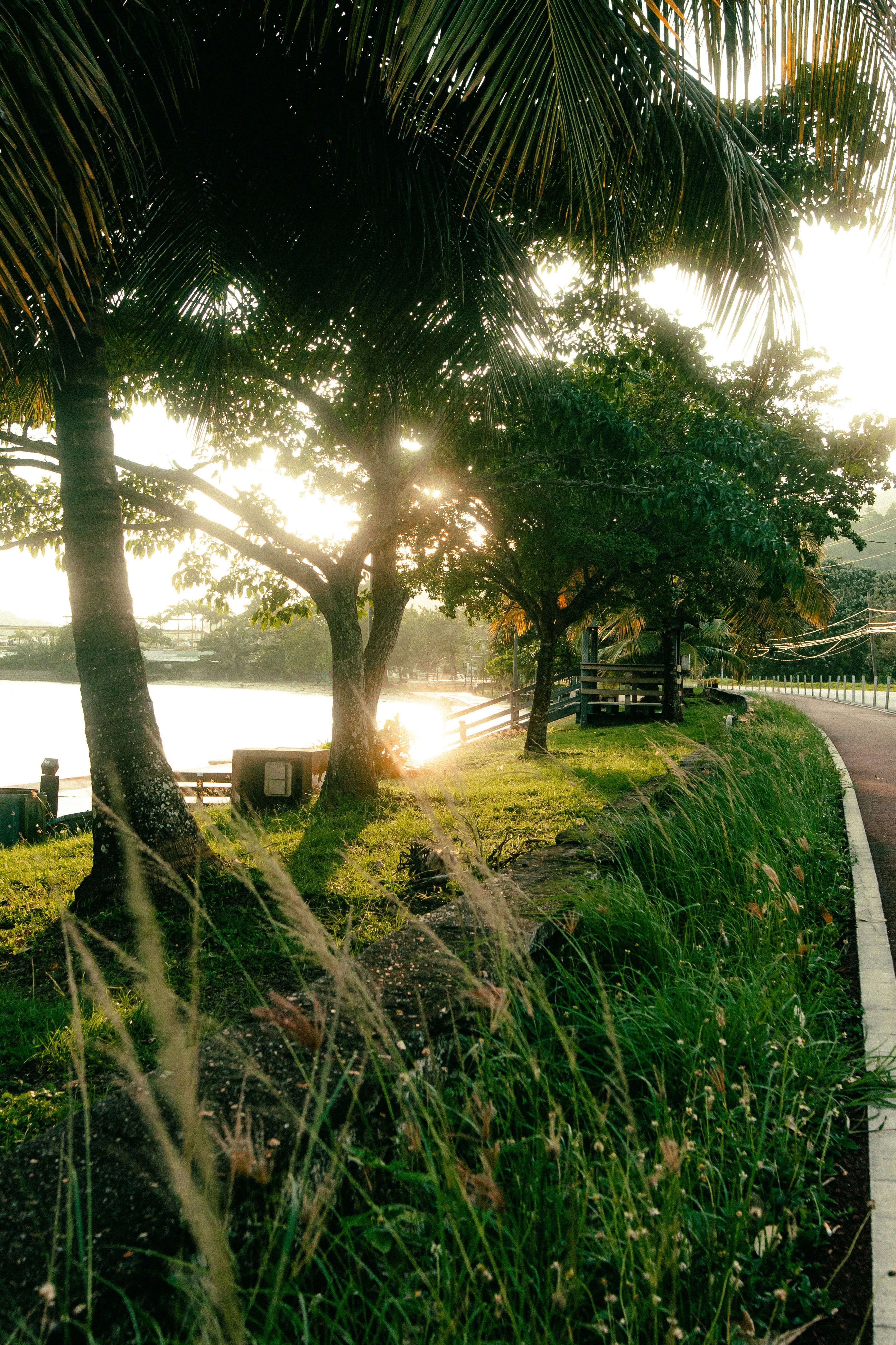 Golden Hour Along the Palm-Fringed Lakeside Path