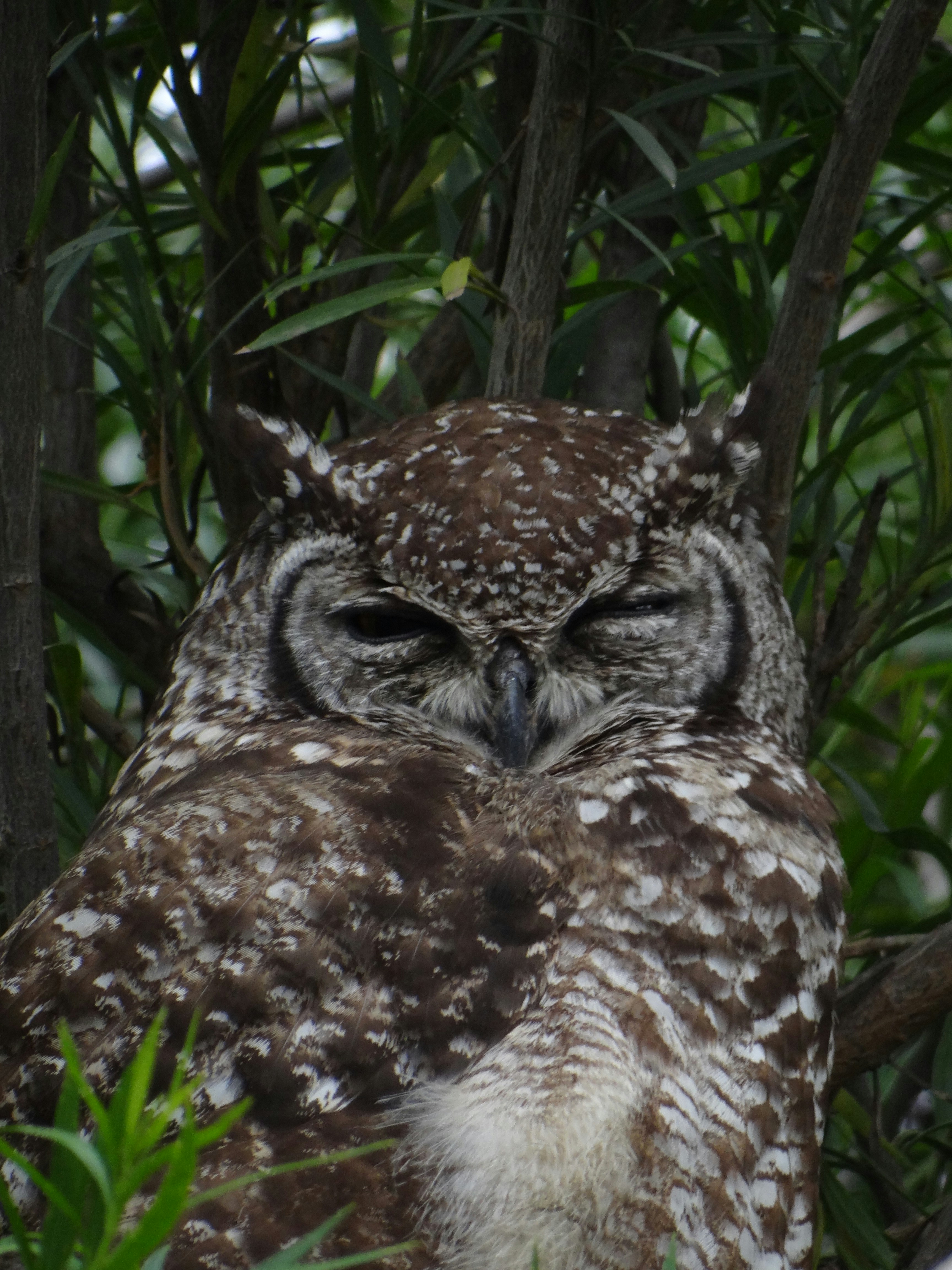 Gros plan d’un hibou assis dans un arbre photo – Photo Afrique du Sud ...