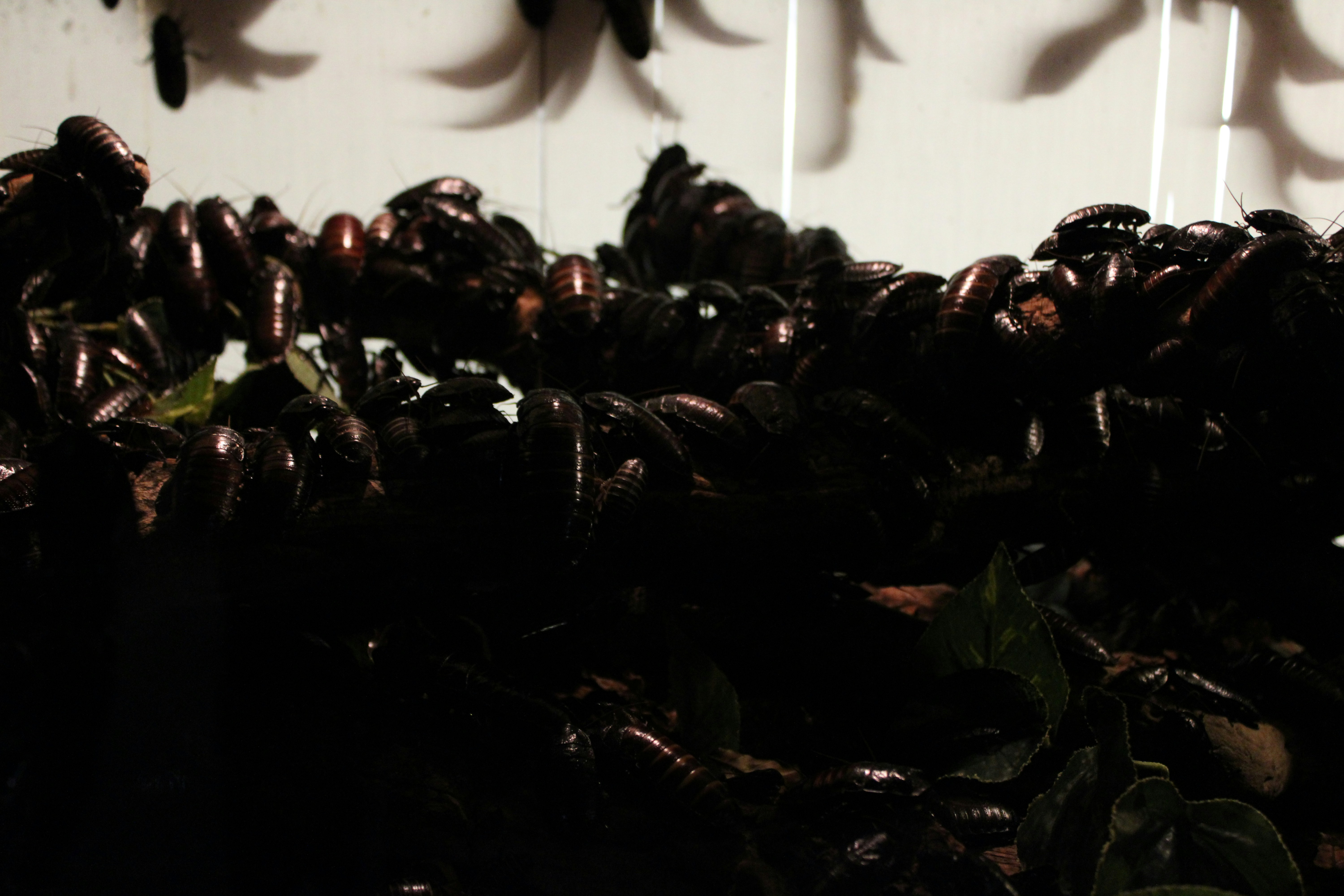 Ivy.D Design (@ivyd_design) | Unsplashフォトコミュニティ