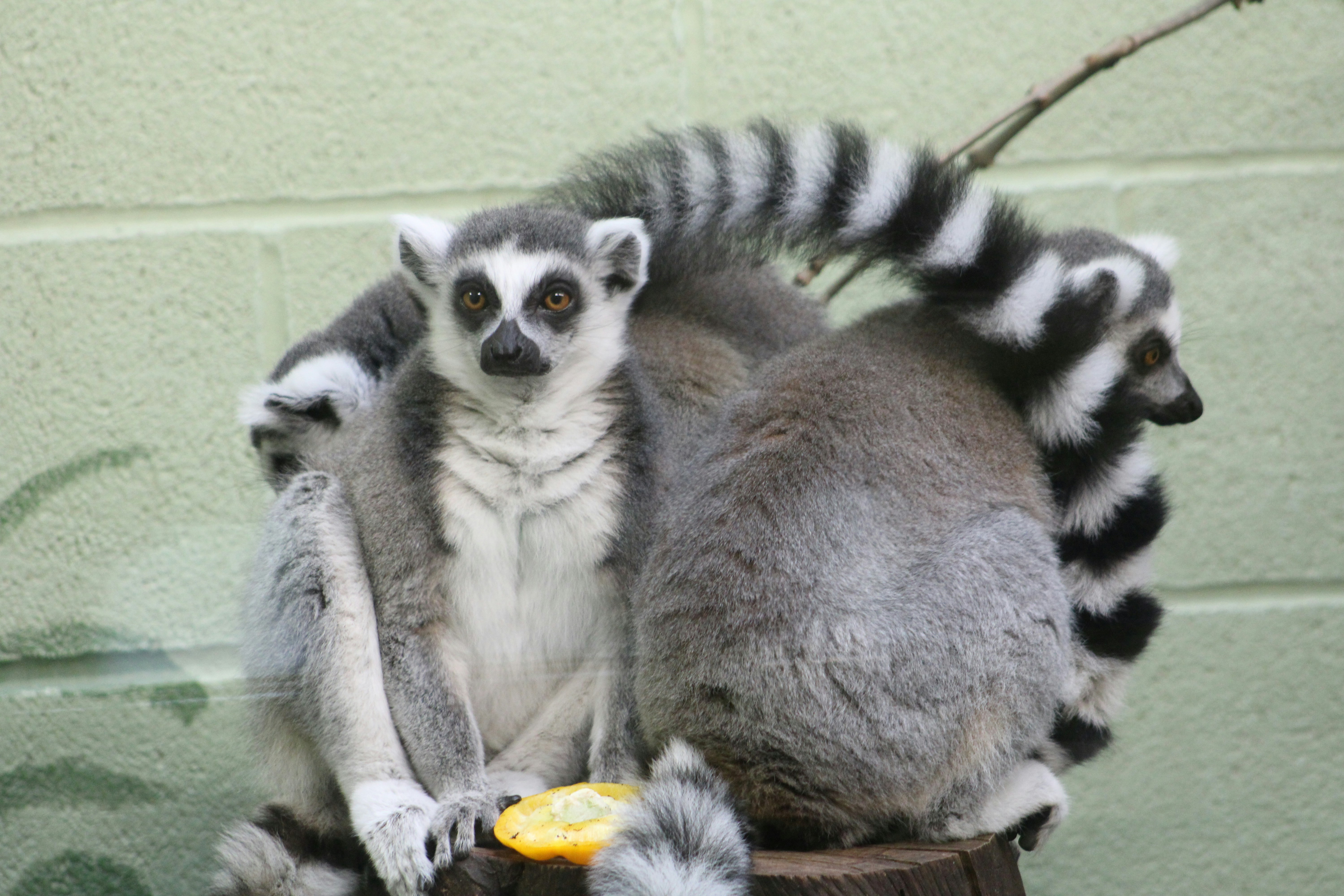 Ivy.D Design (@ivyd_design) | Unsplashフォトコミュニティ