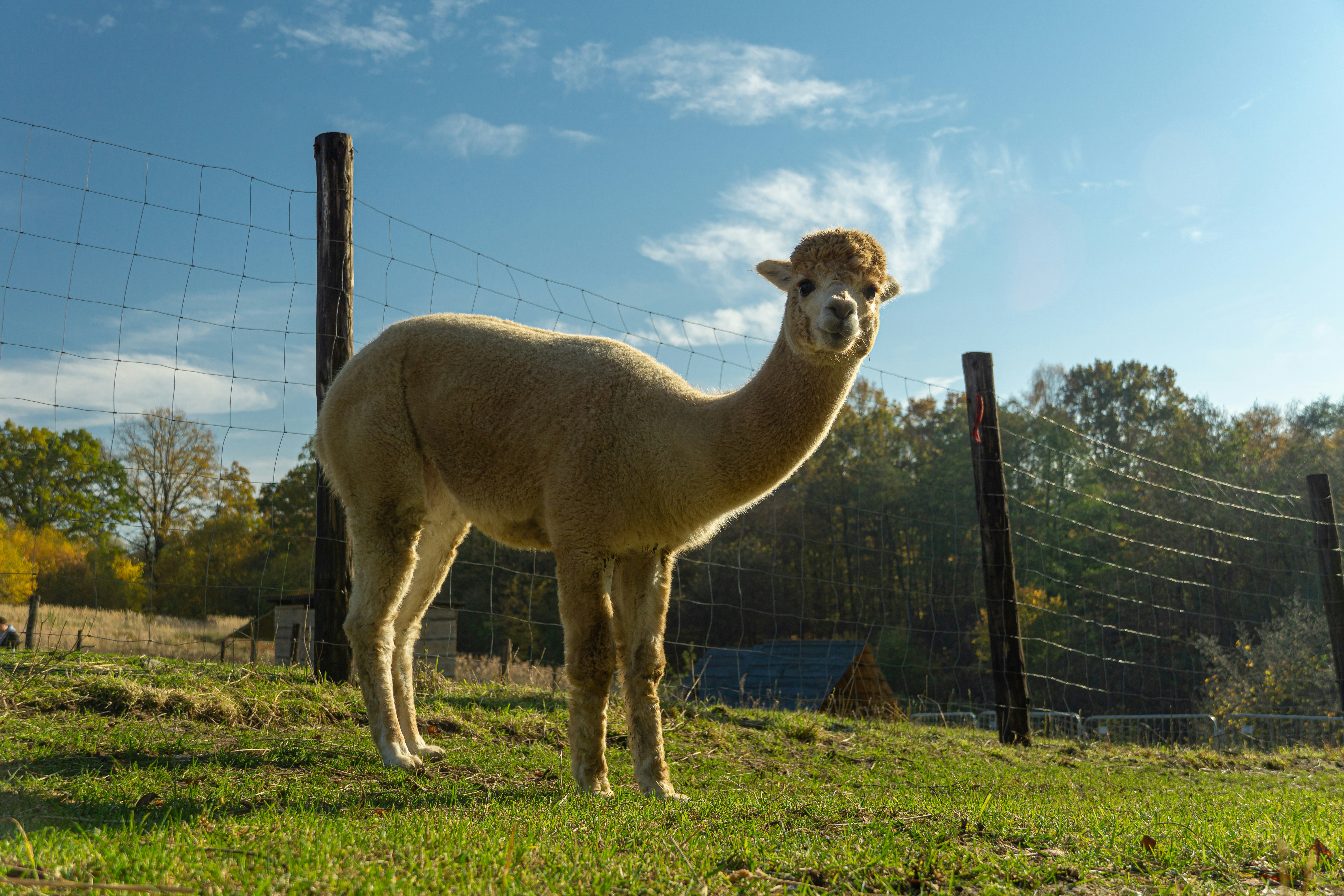 A light-colored alpaca stands in a grassy field, gazing towards the camera with a backdrop of trees and a clear blue sky. The scene captures the tranquility of rural life.