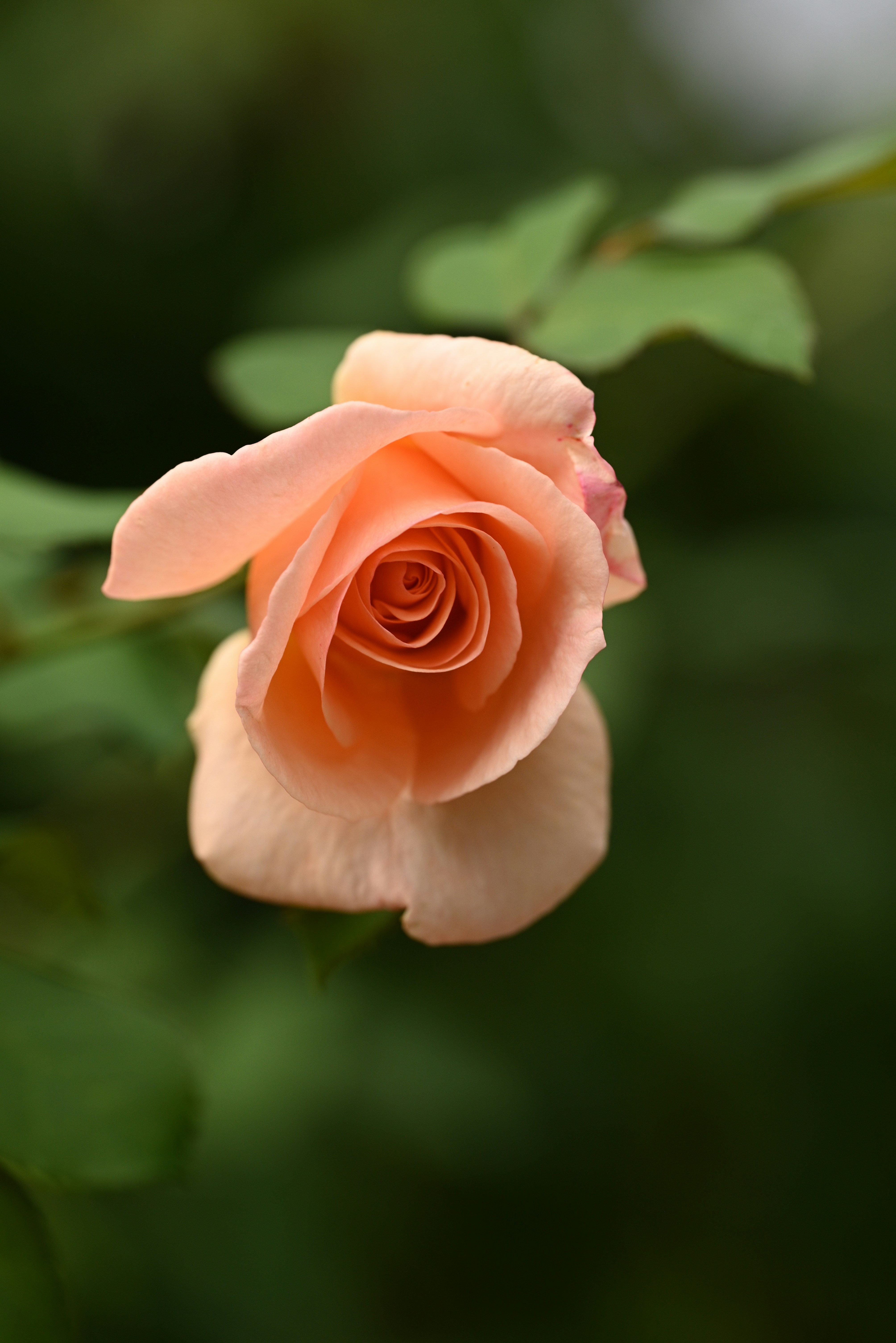 a peach colored rose with green leaves in the background