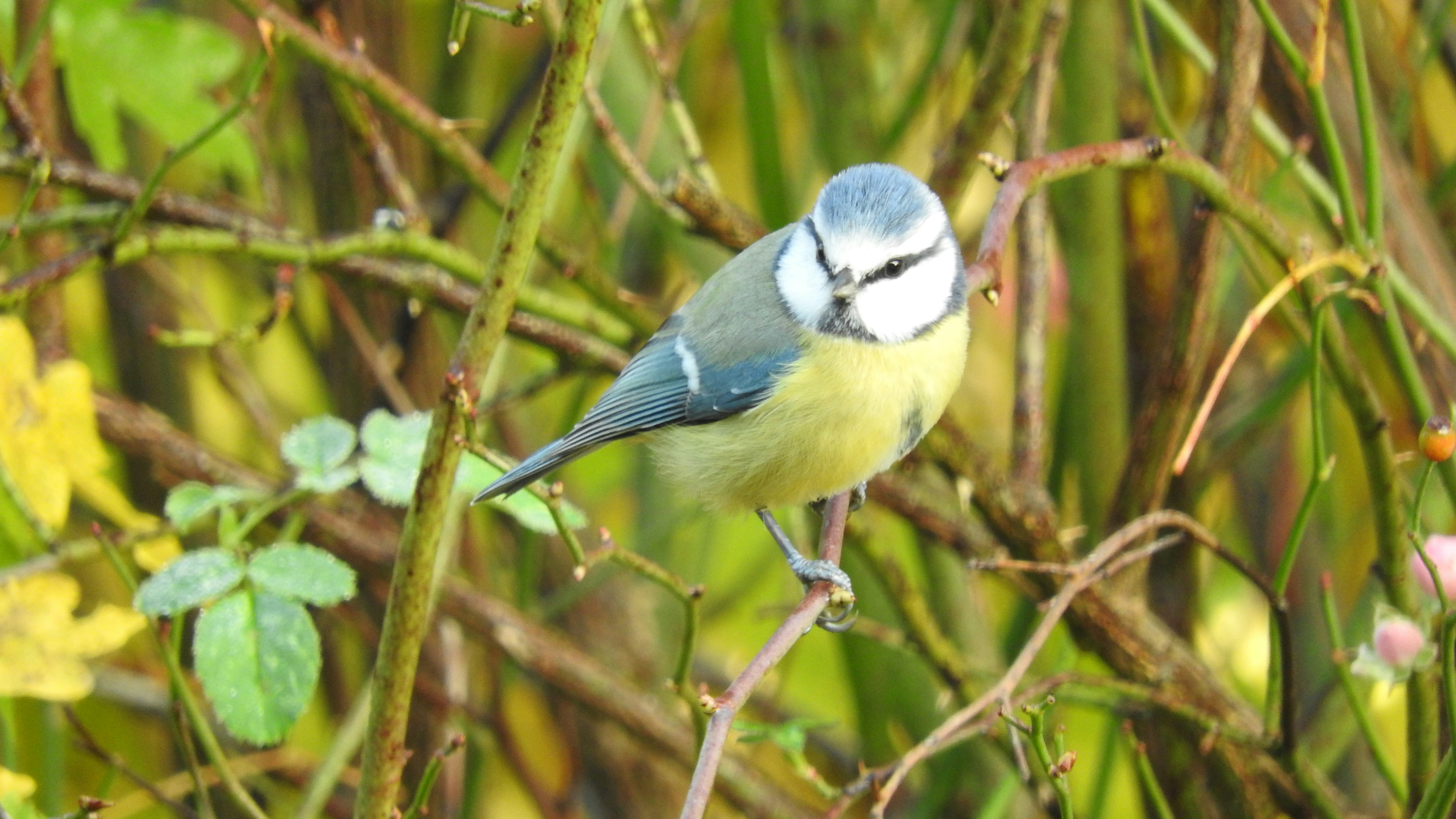 Blue and yellow bird perched on a branch amidst lush greenery.