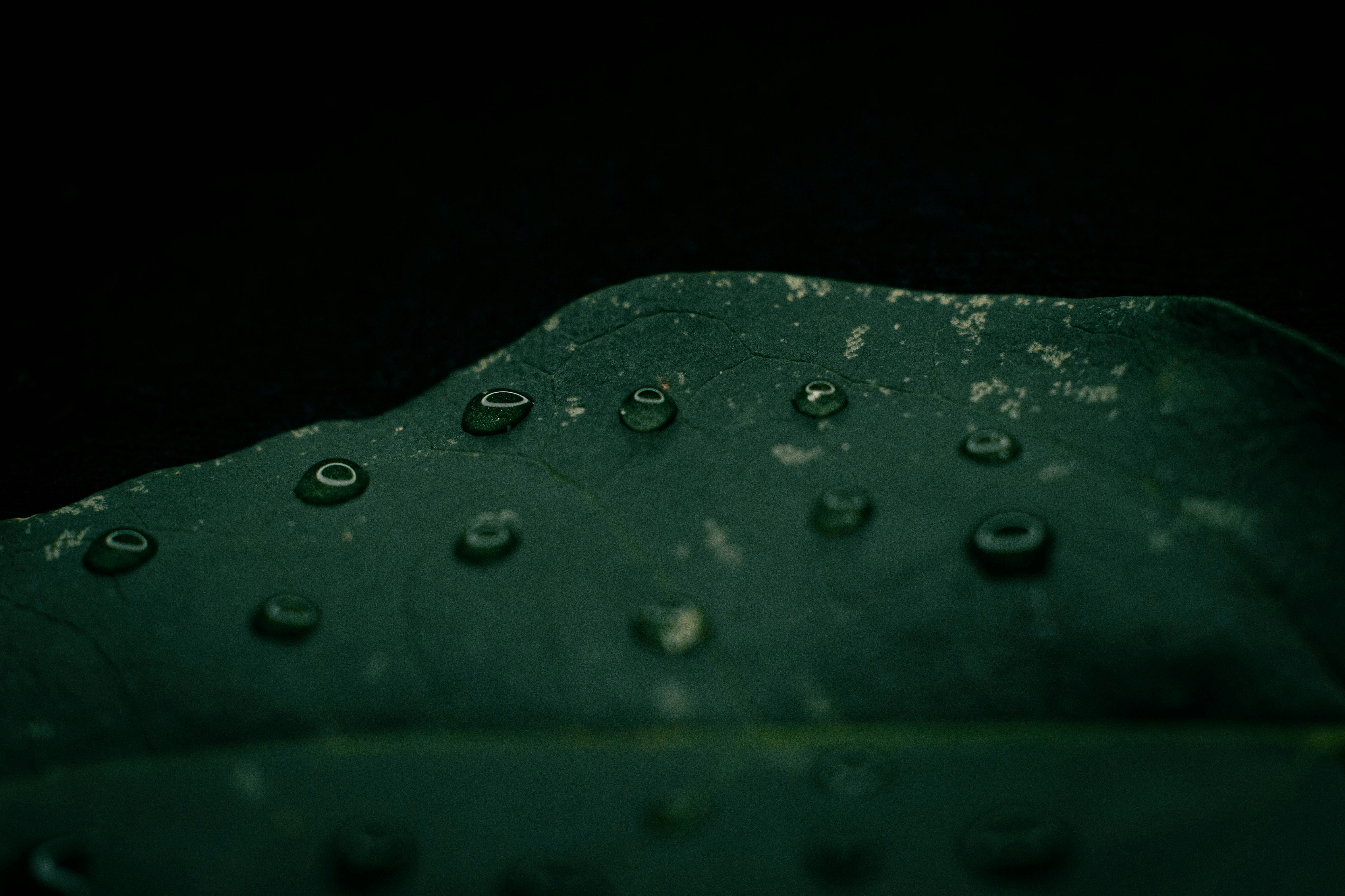 Close-up of water droplets scattered on a dark green leaf surface against a black background.