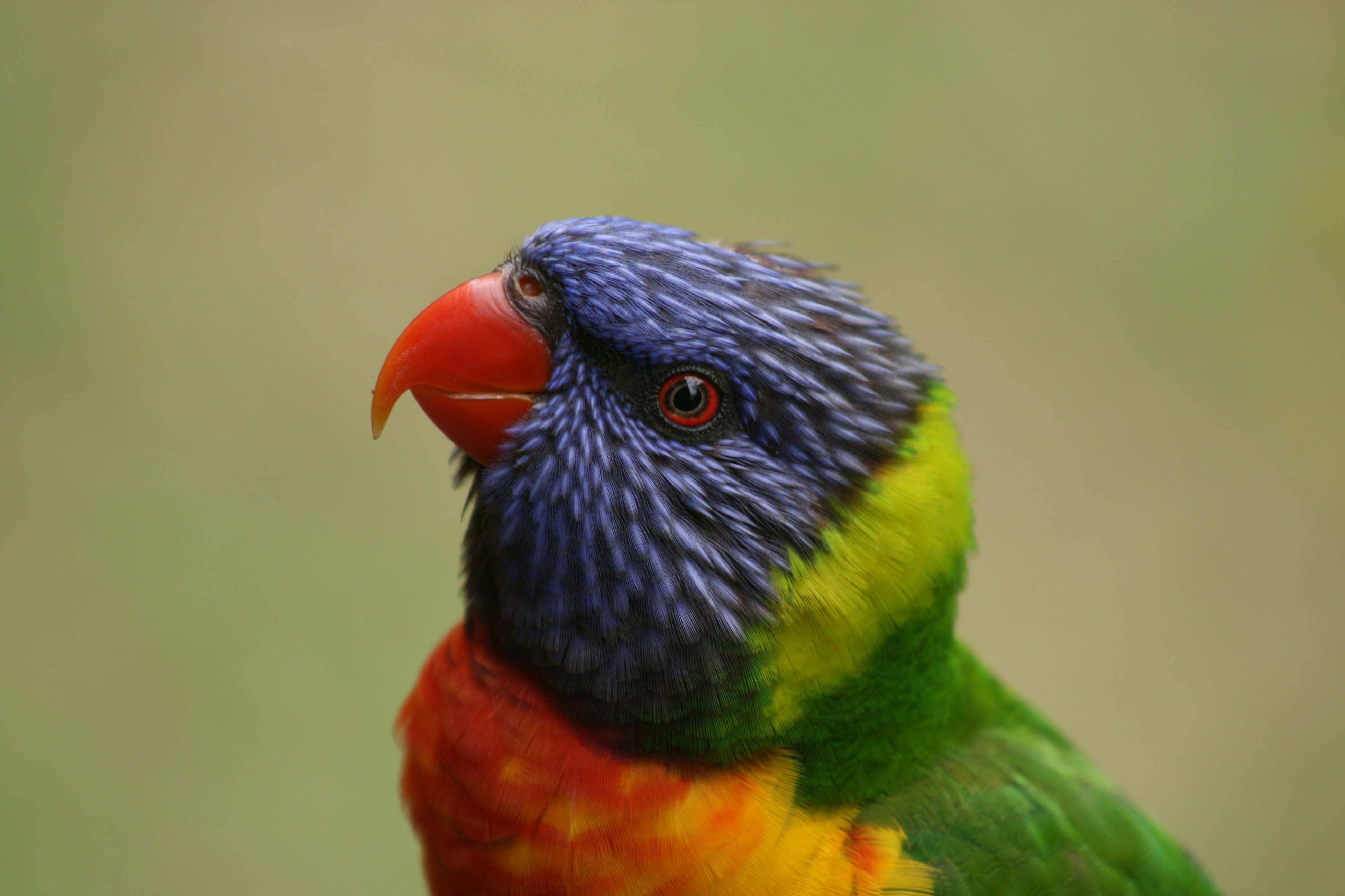 Rosella Bird, Sydney | a multicolored bird is standing on a branch