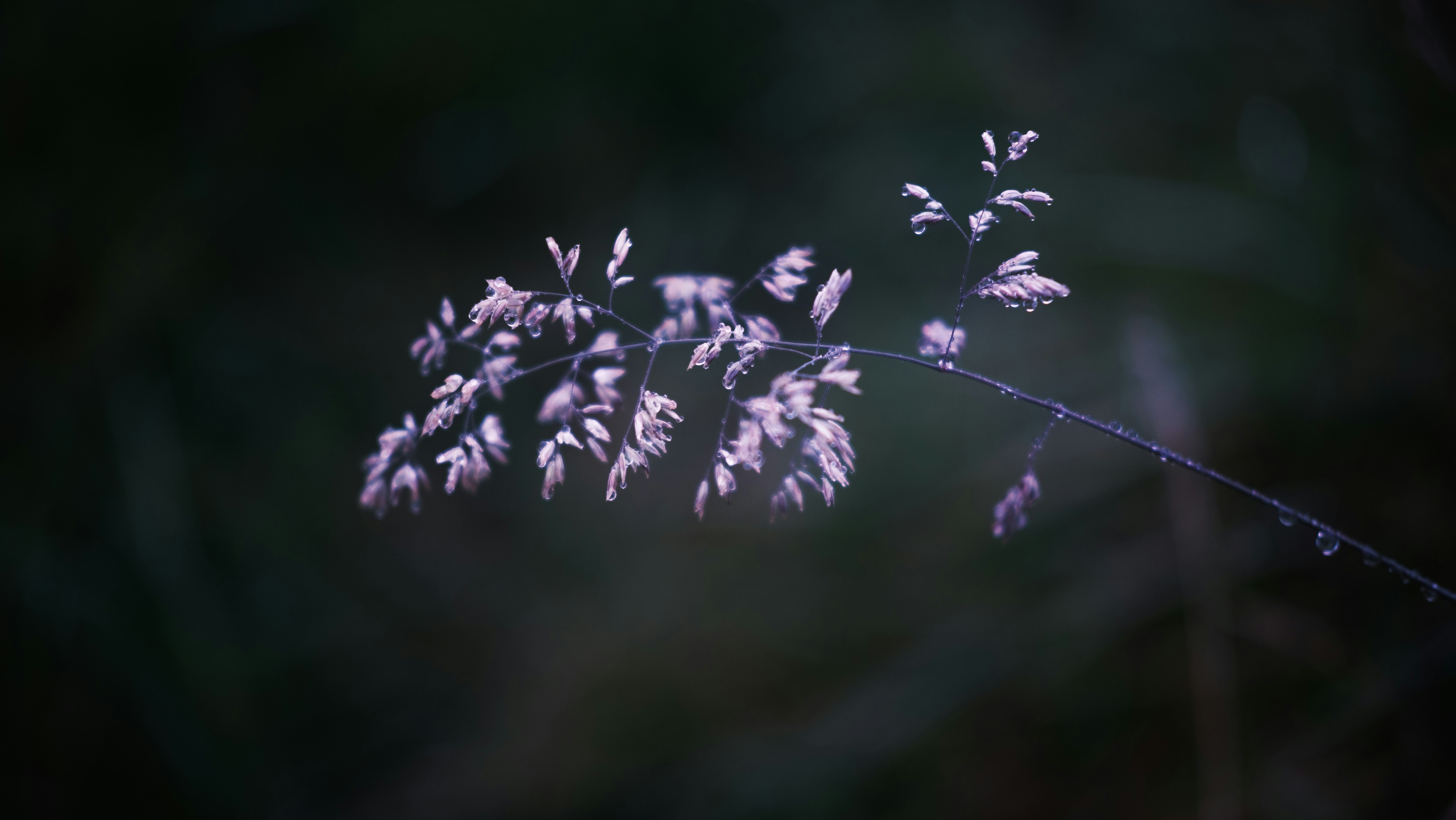 Delicate grass blades glisten with droplets, highlighted against a soft, blurred background. The intricate details of the flora create a serene atmosphere.