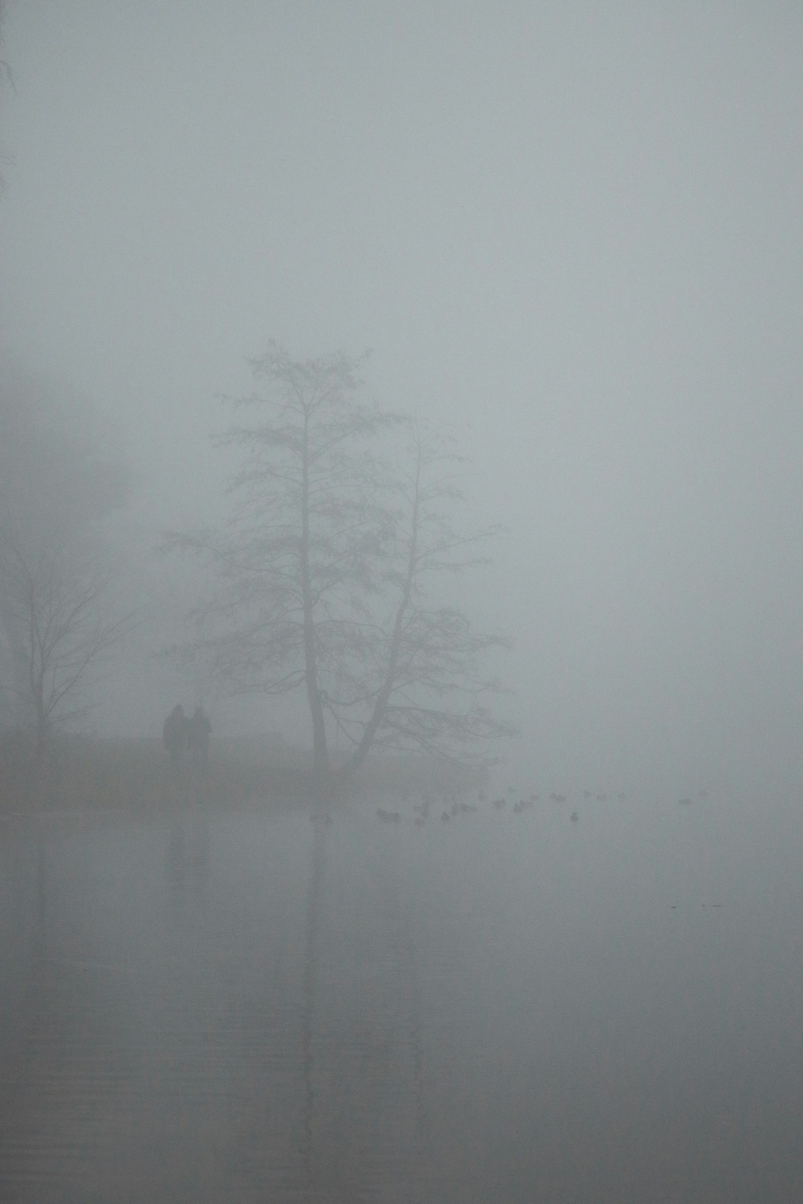 Silhouetted figures stroll along a foggy lakeside, framed by ghostly trees and distant ducks gliding on the water's surface.