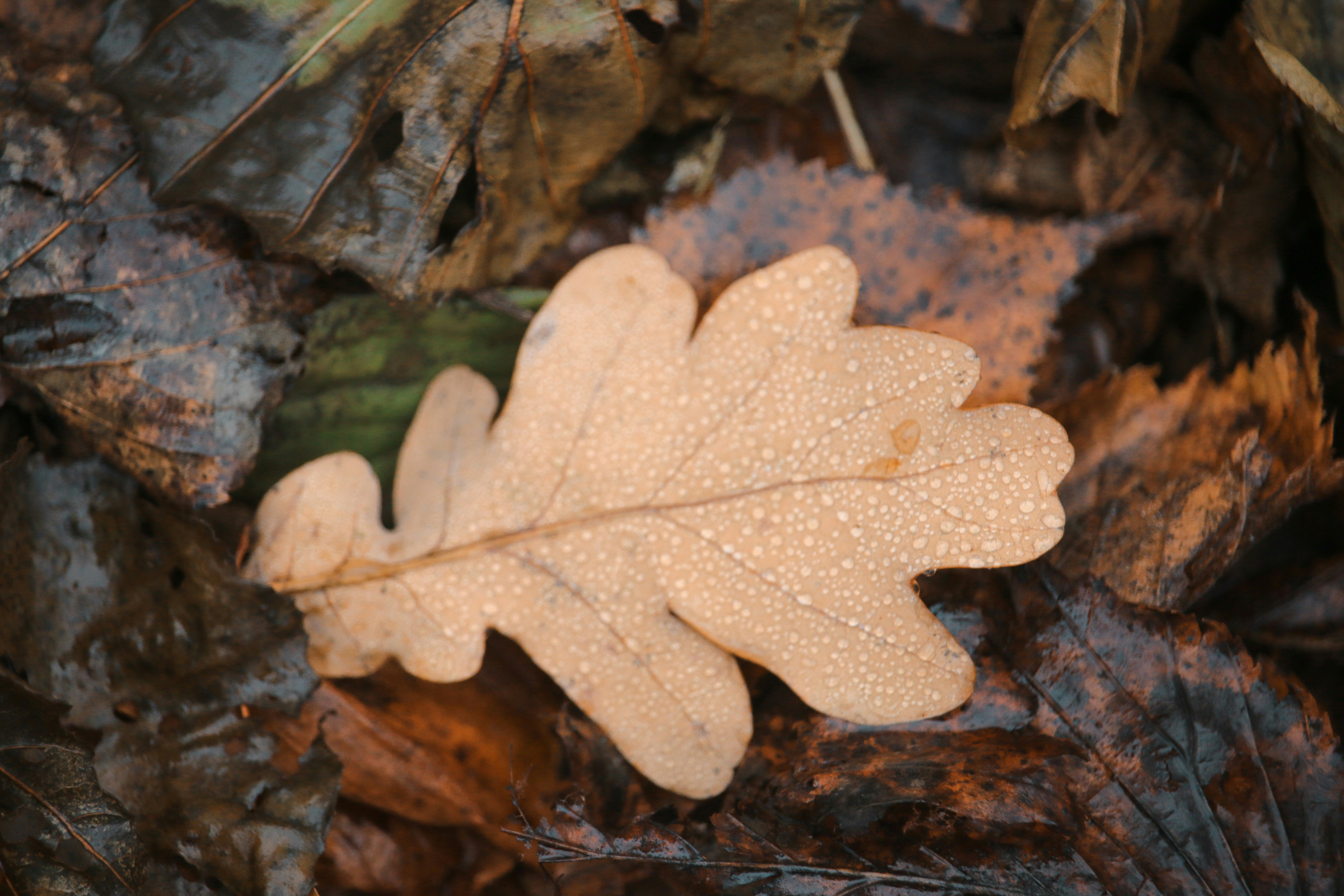 Dew-Dusted Oak Leaf on an Autumn CarpetOlga Deeva