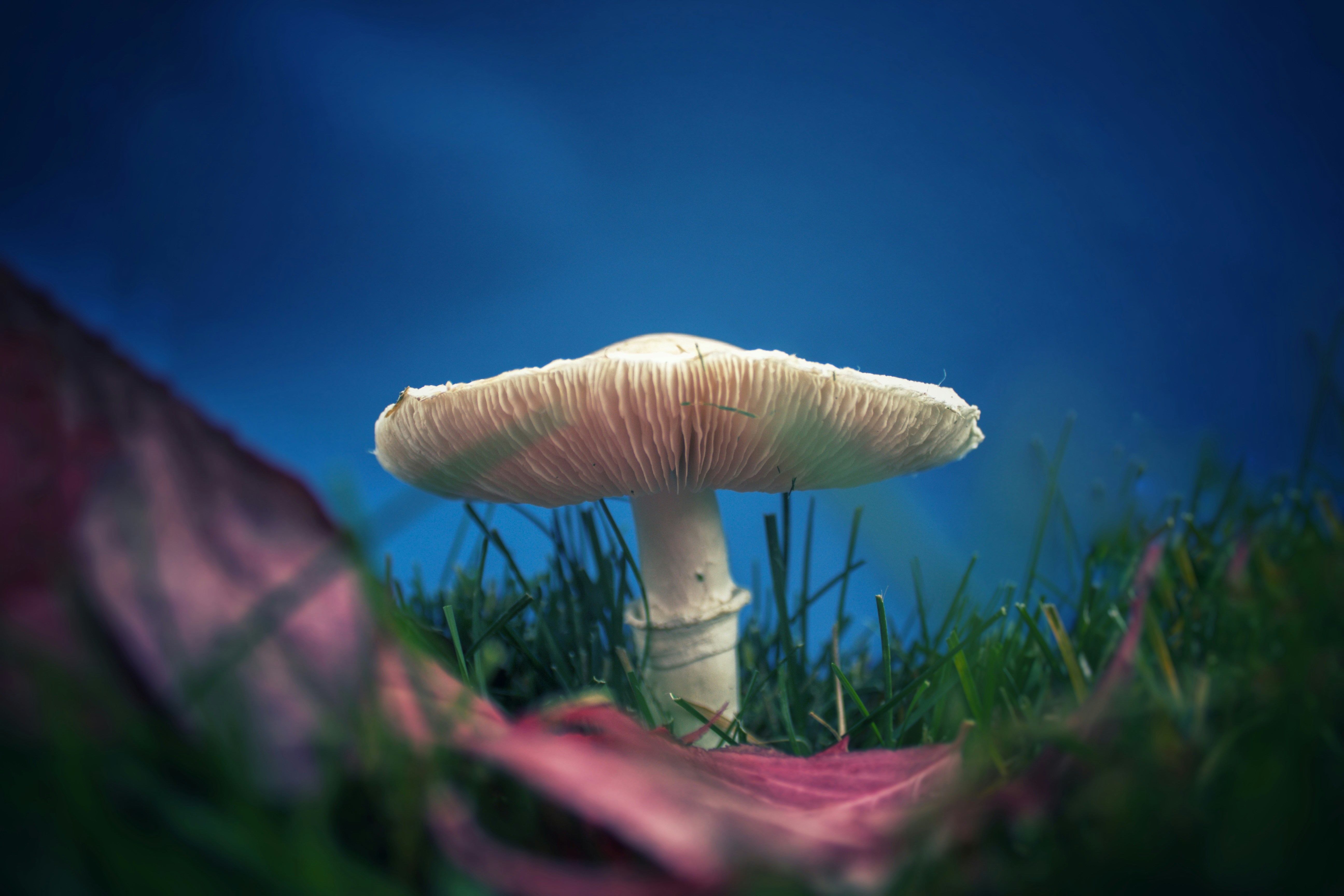 Cobalt Canopy: A solitary mushroom rises above grass in a blue-lit microcosm