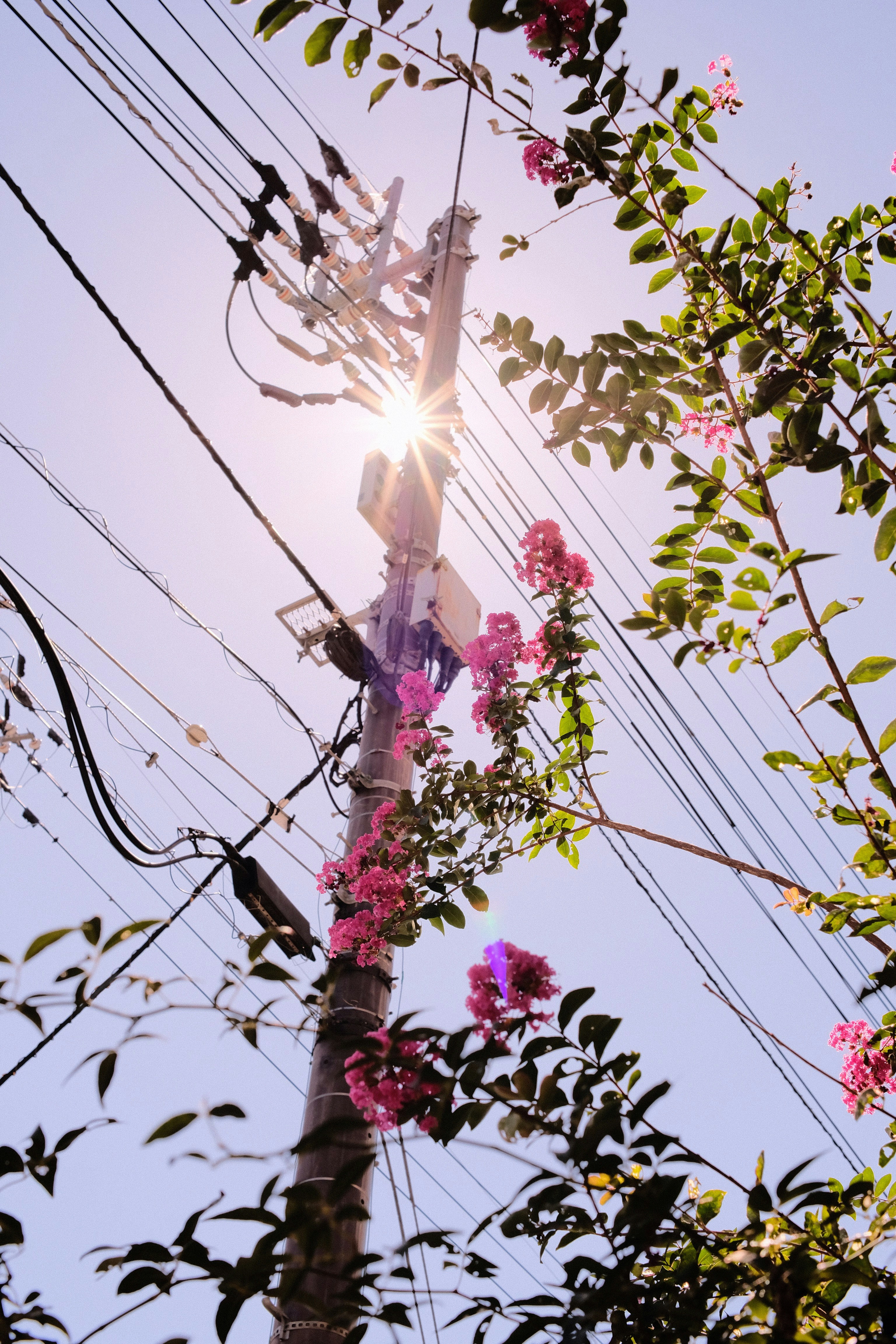 Sunburst Through Bougainvillea on a Tangled Power Pole
