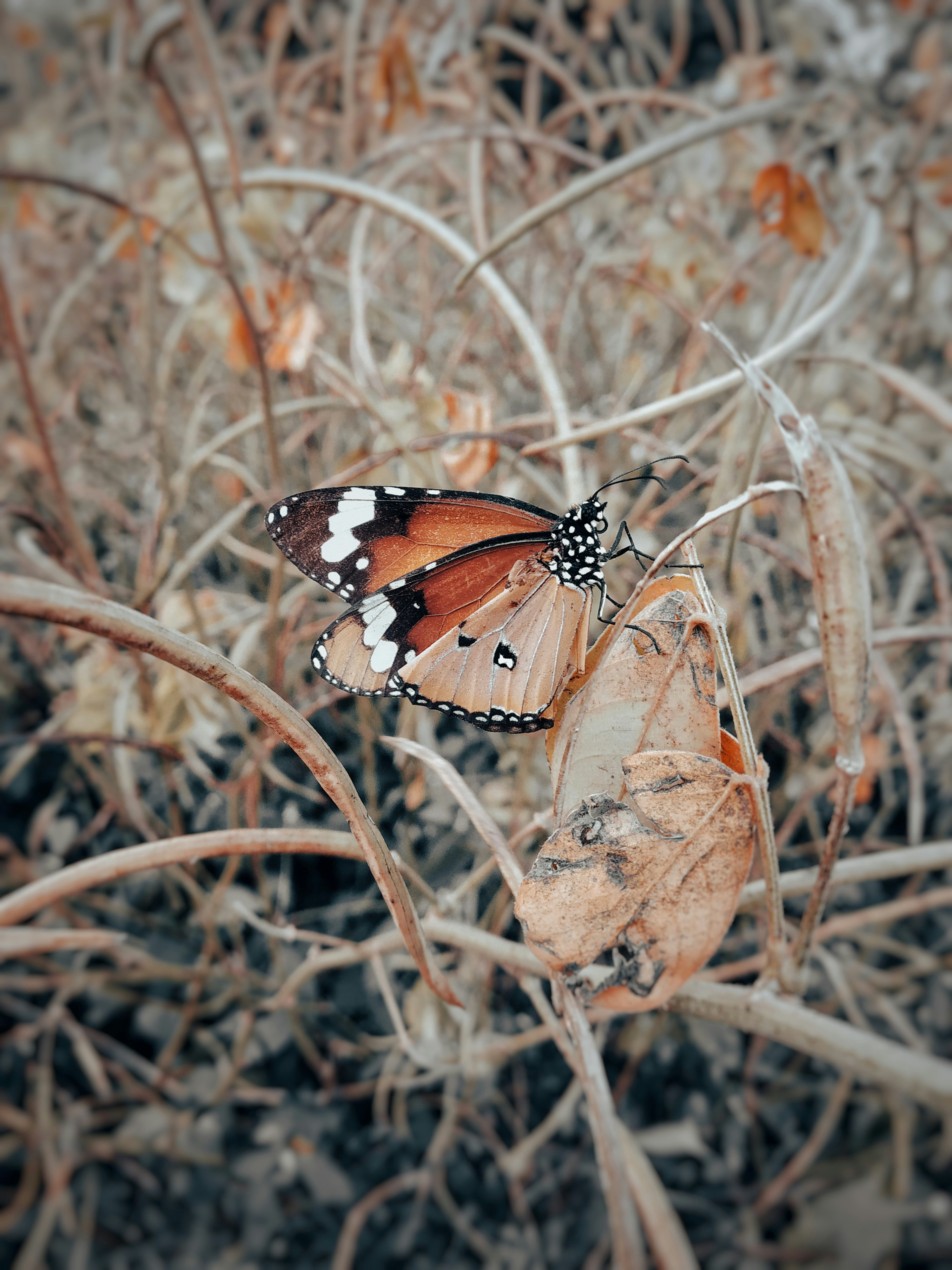 Crimson Wings Among Winter Tendrils
