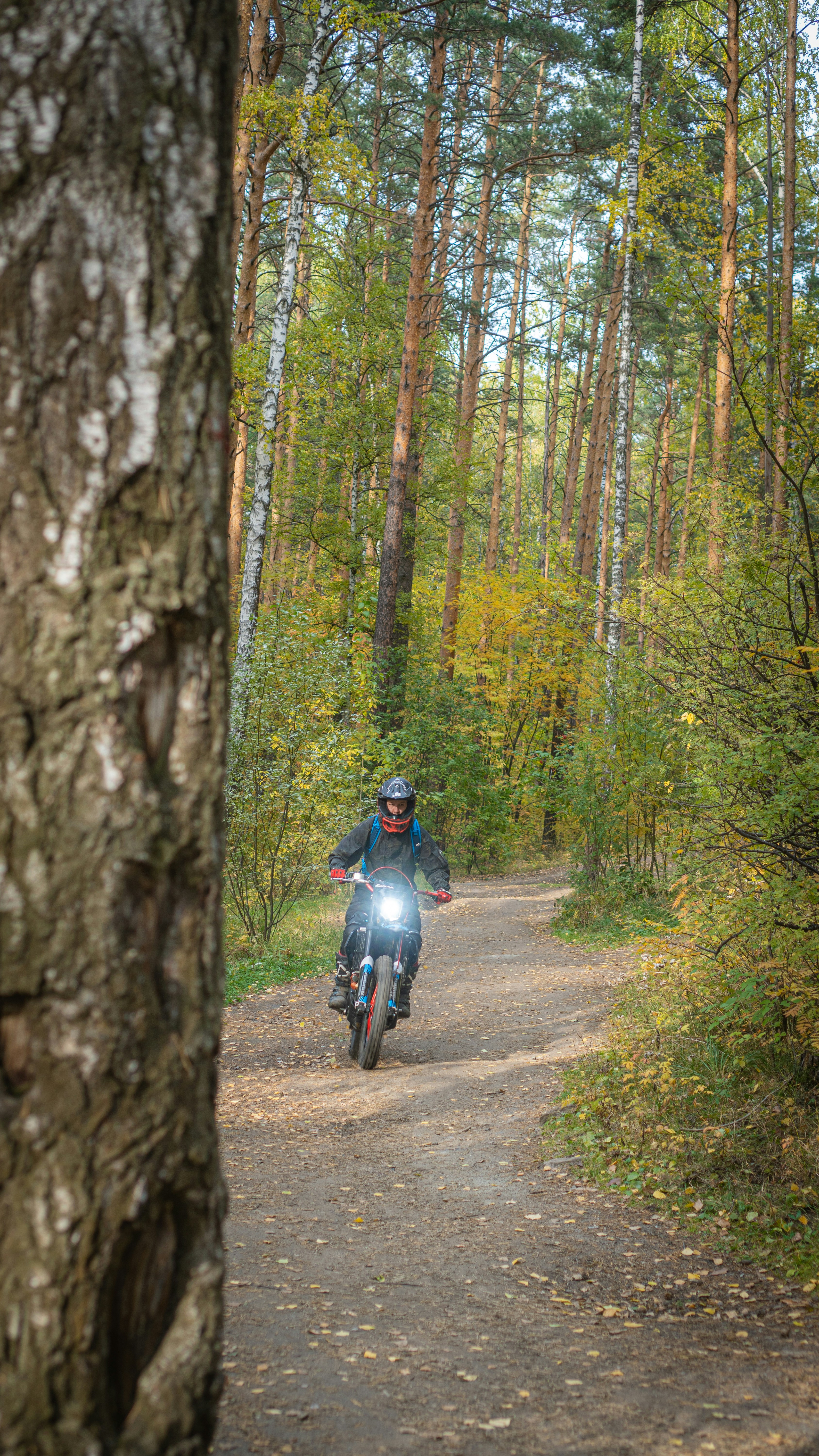 Headlight in the Pines: A lone rider on a leaf-strewn forest road
