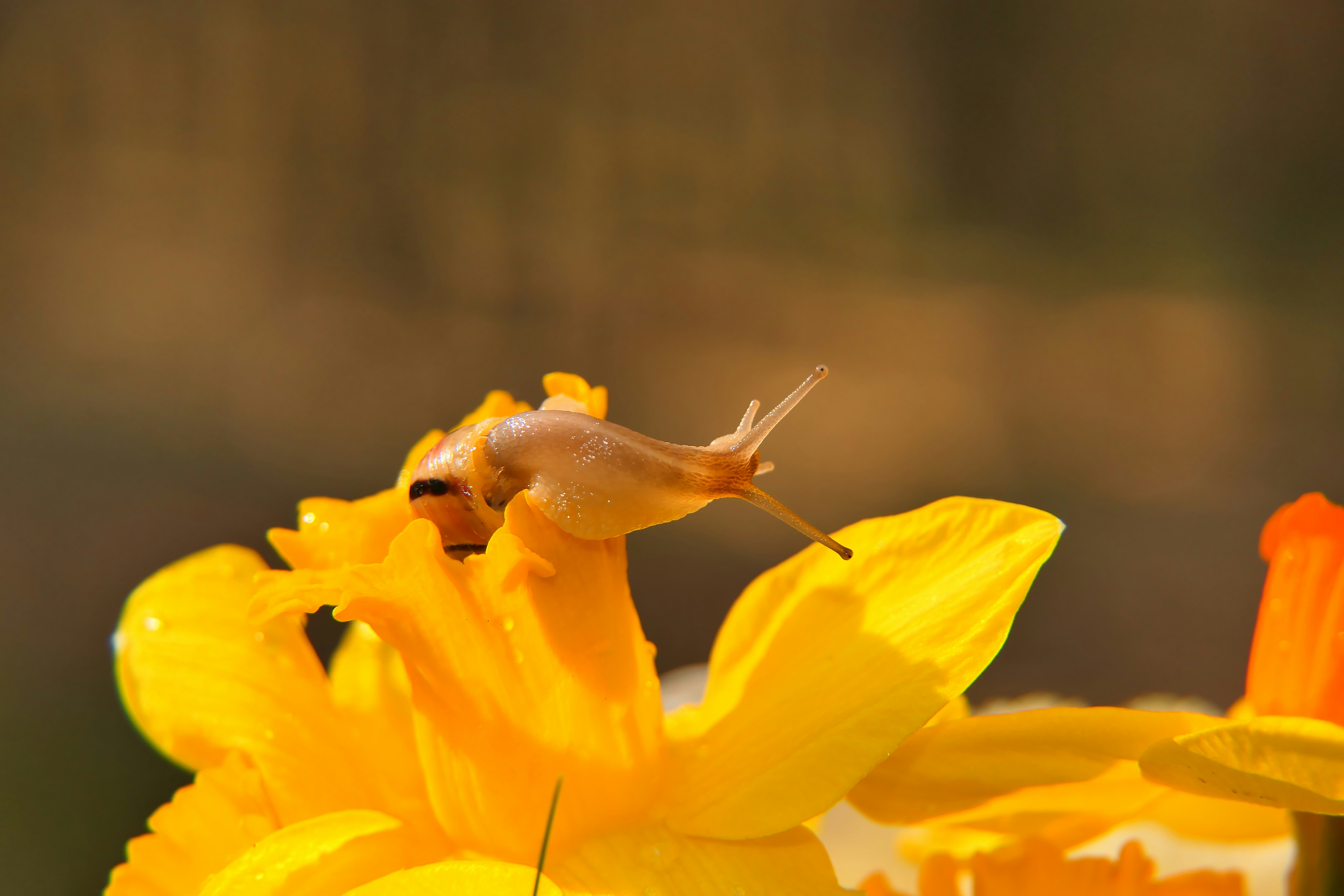 Tiny Traveler on a Daffodil's Sunlit Edge