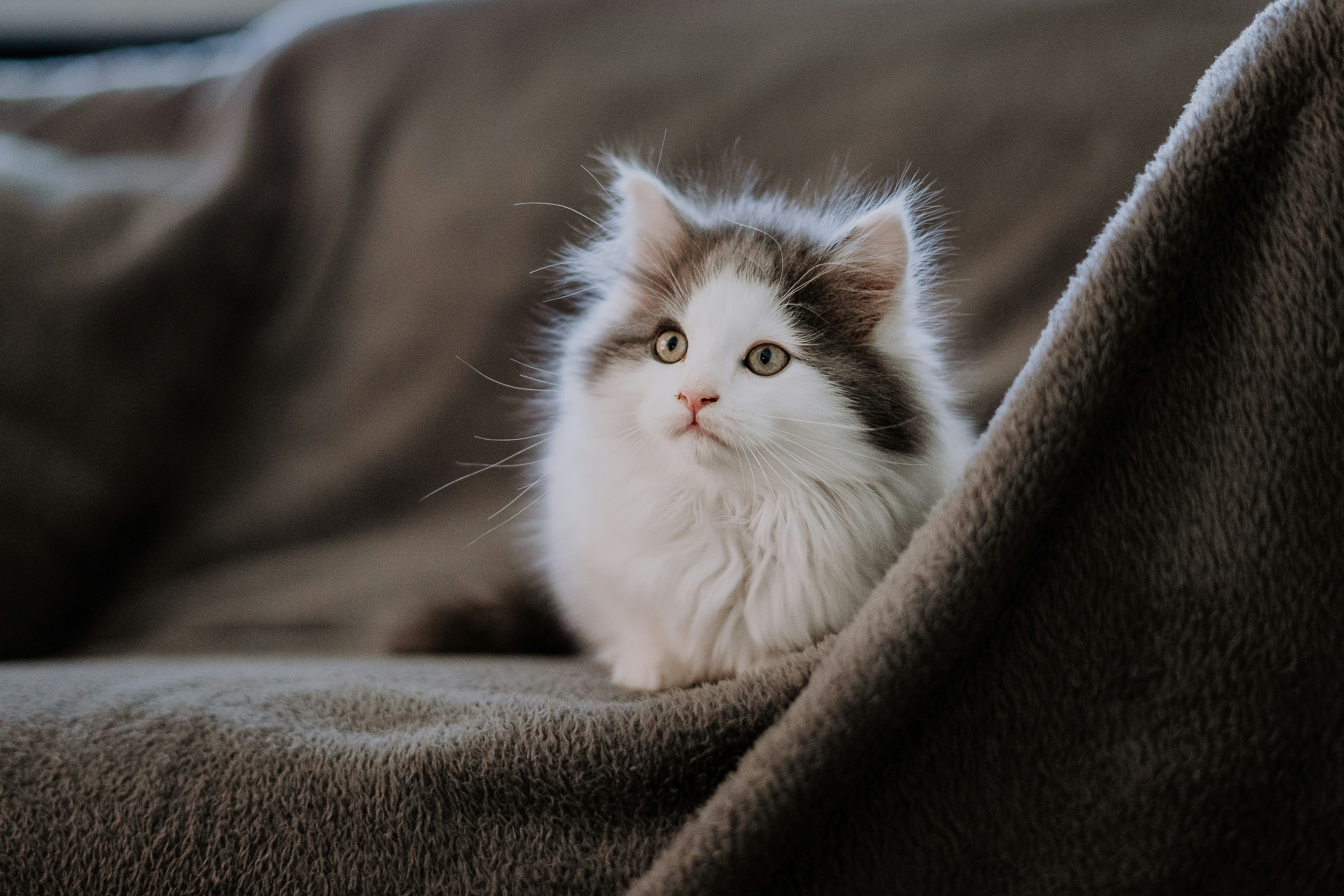 White and grey kitten on a blanket