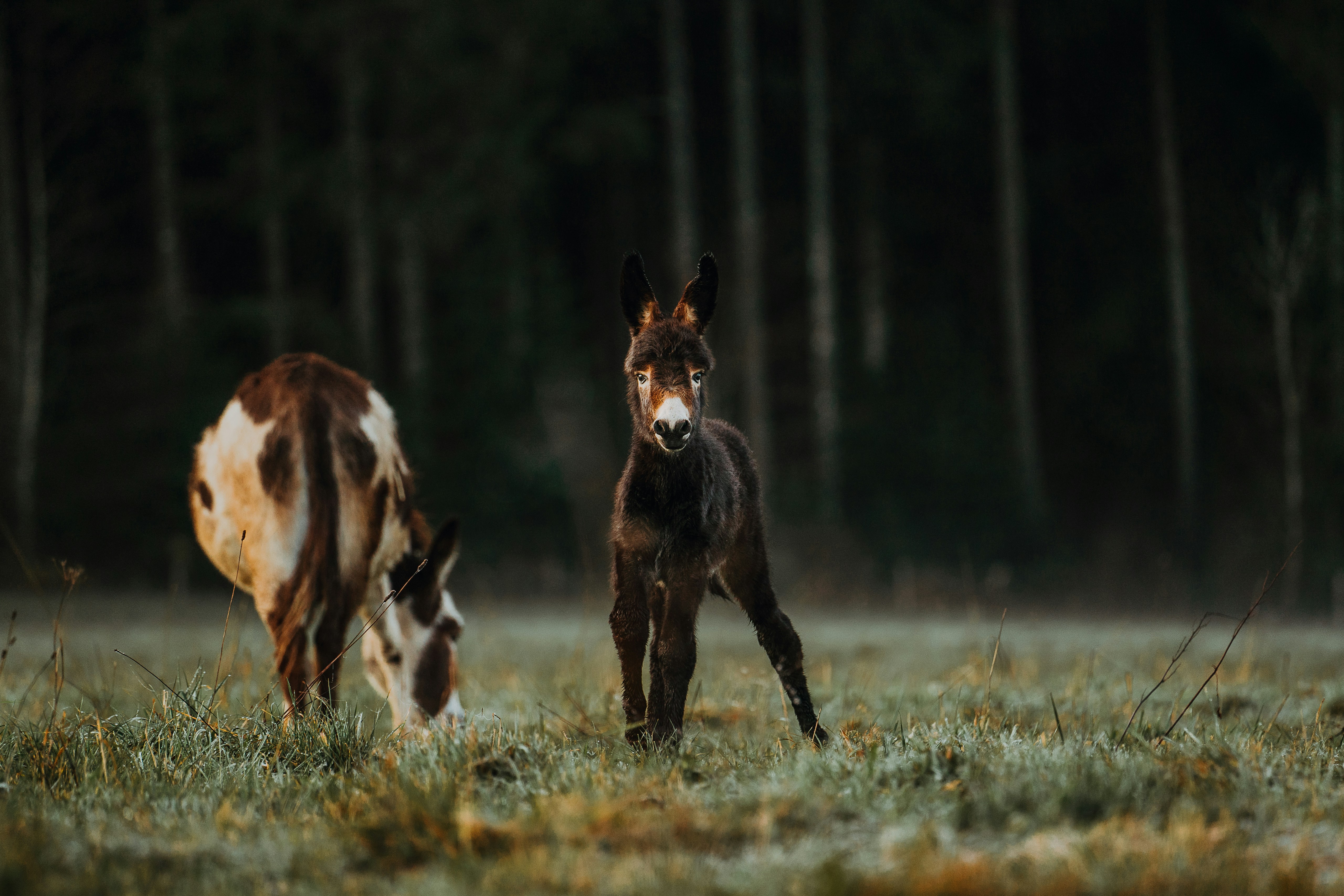Center Stage: A Playful Pair of Foals in a Dewy Meadow