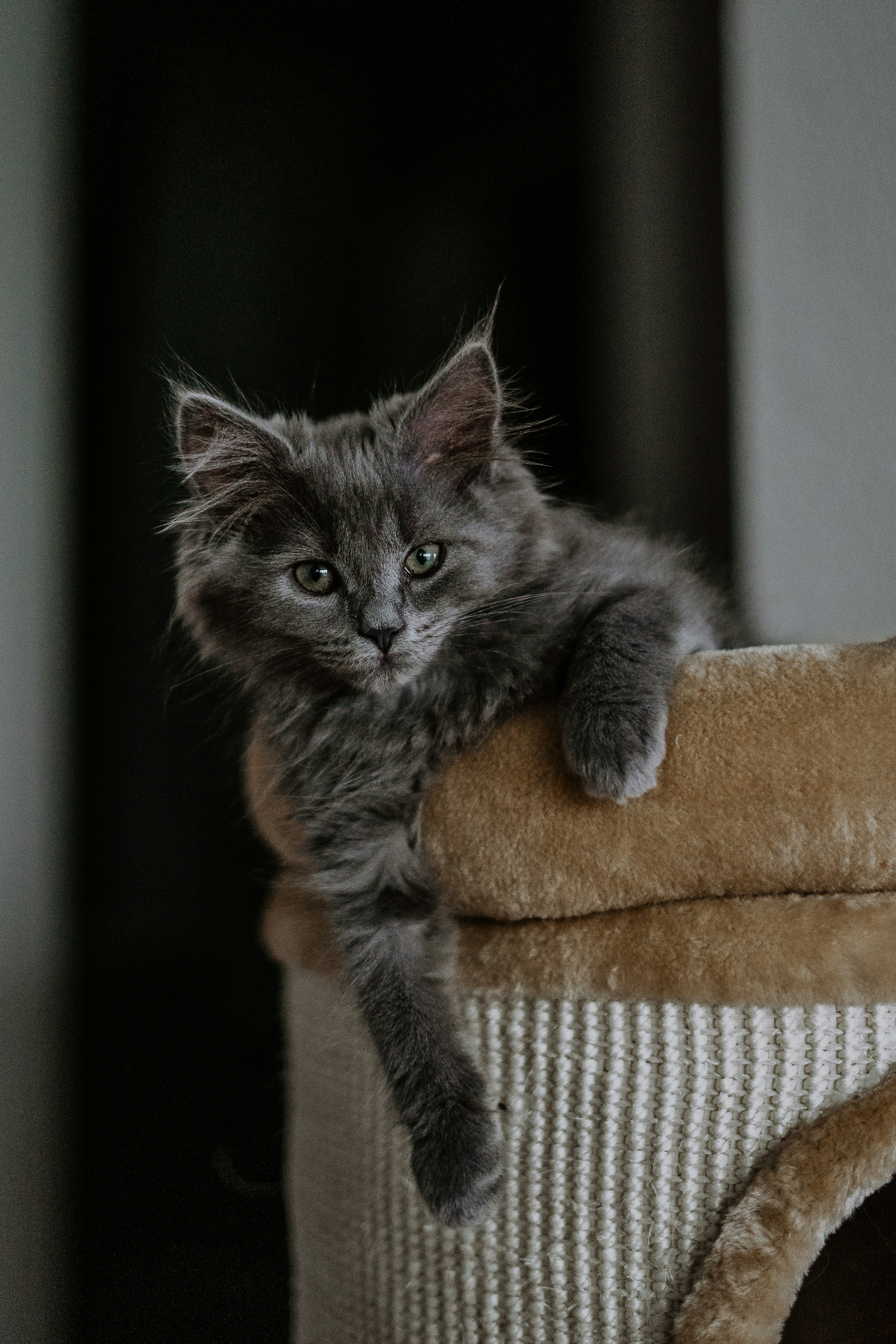 Gray kitten lounging on a plush cat tree, gazing curiously at the viewer. The soft textures of the tree contrast with the kitten's fur.