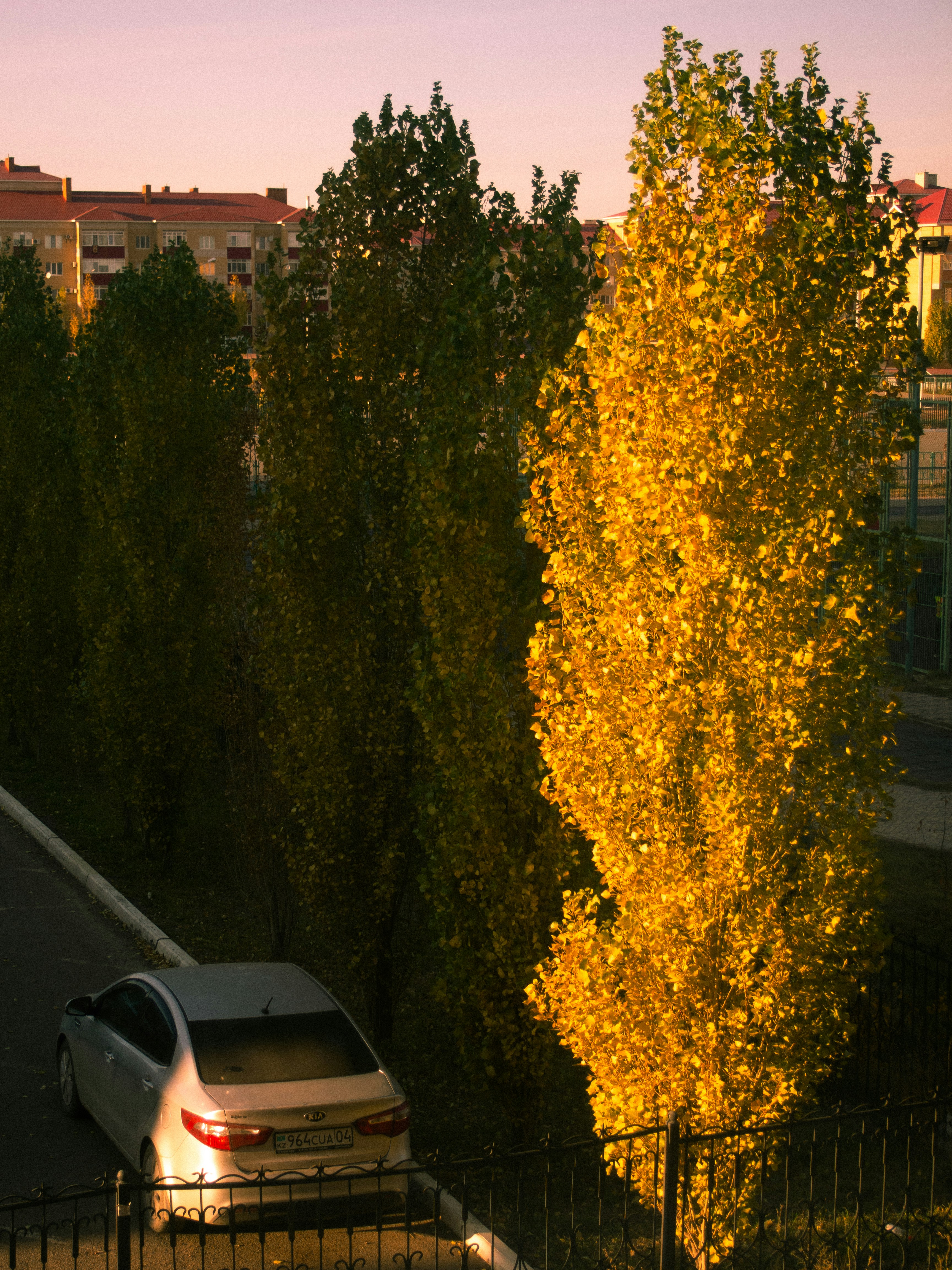Sunlit, gold-leaved tree dominates a quiet residential parking area, with a silver car tucked beside a fence and dense backdrop of buildings.