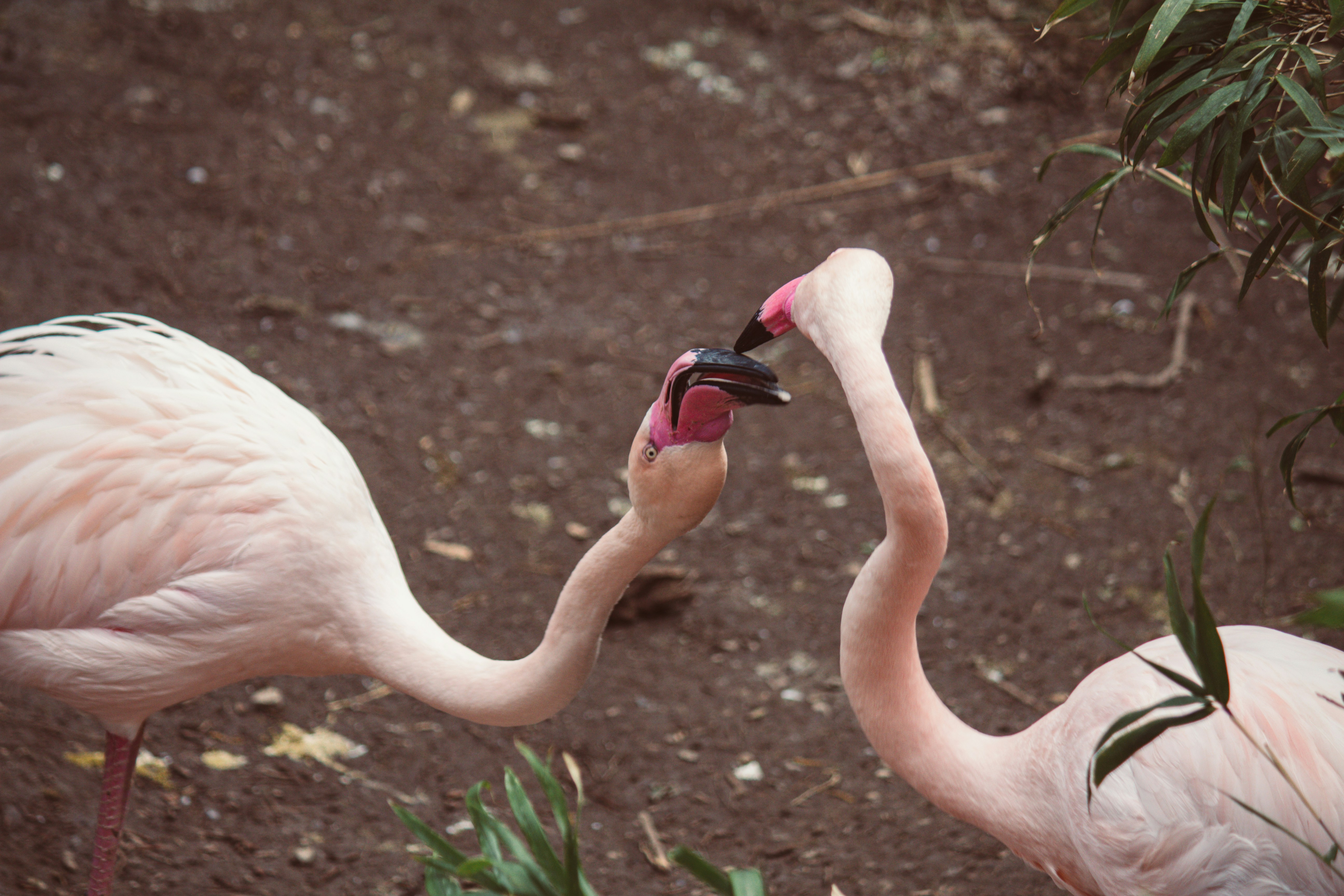 Pastel Parley: Flamingos Share a Moment in a Dusty Enclosure