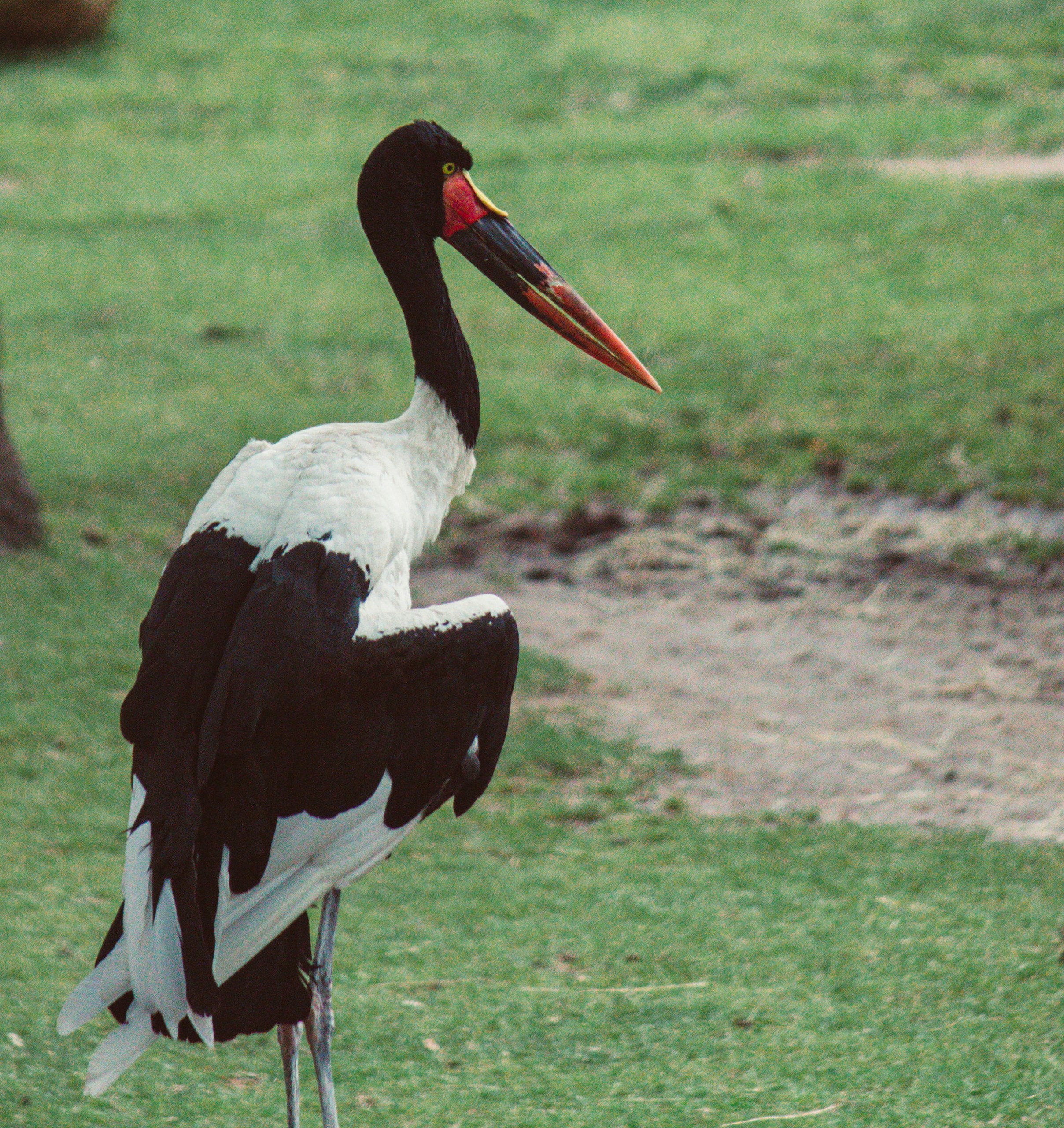 Saddle-billed stork at the Cincinnati Zoo.