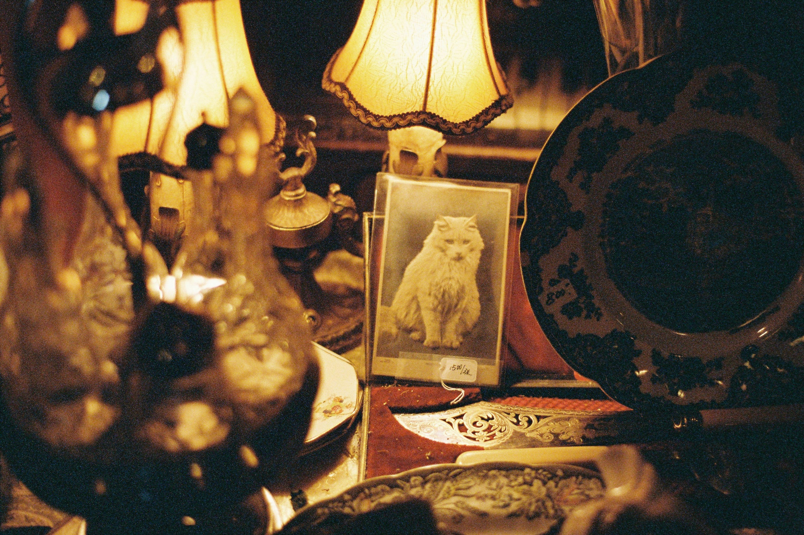 A Wisp of Framing: A Portrait of a Cat Within Velvet Stillness