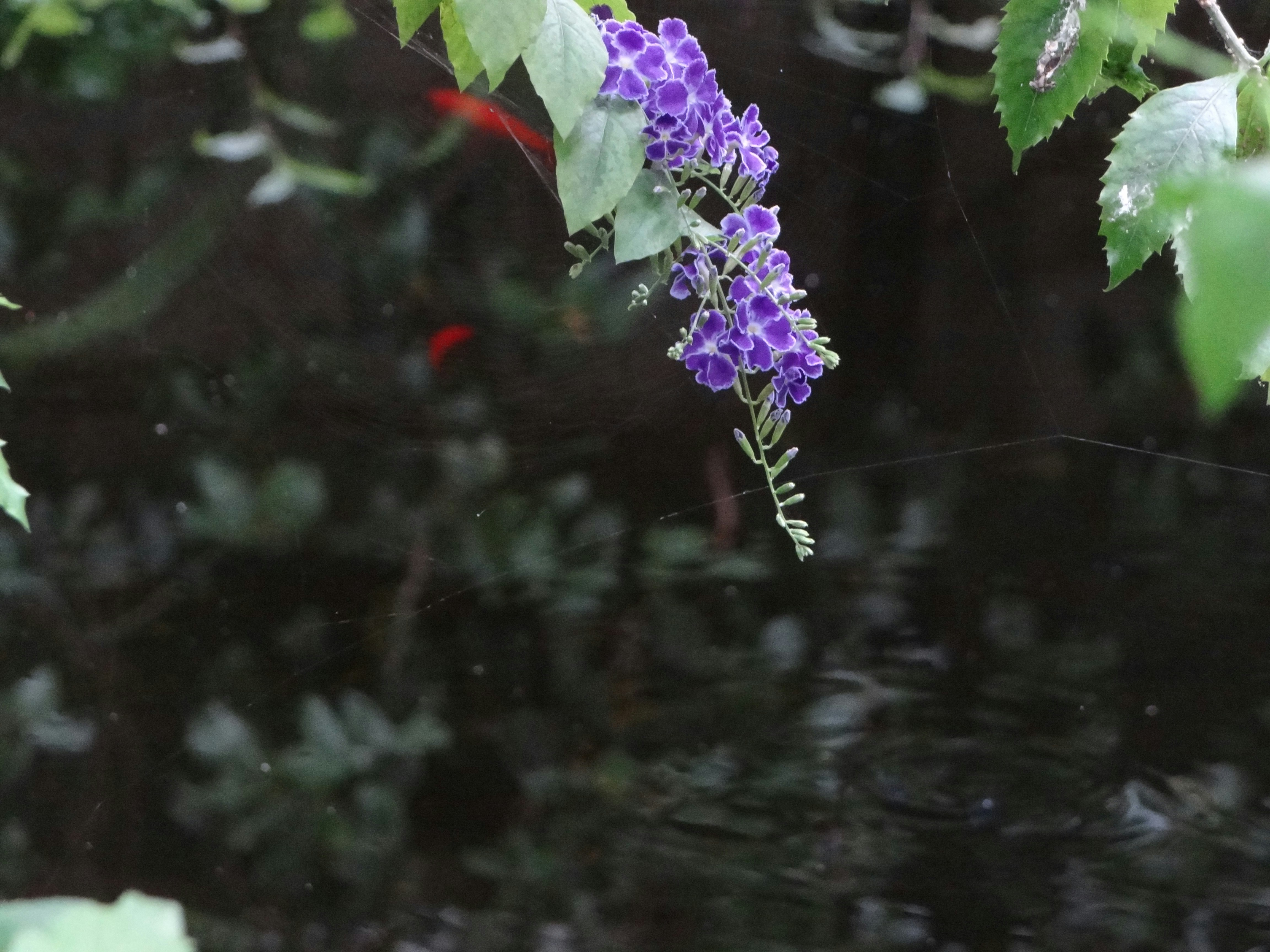 Vibrant purple flowers hang delicately above a dark, reflective water surface, surrounded by lush greenery. A subtle spider web adds an intricate touch.
