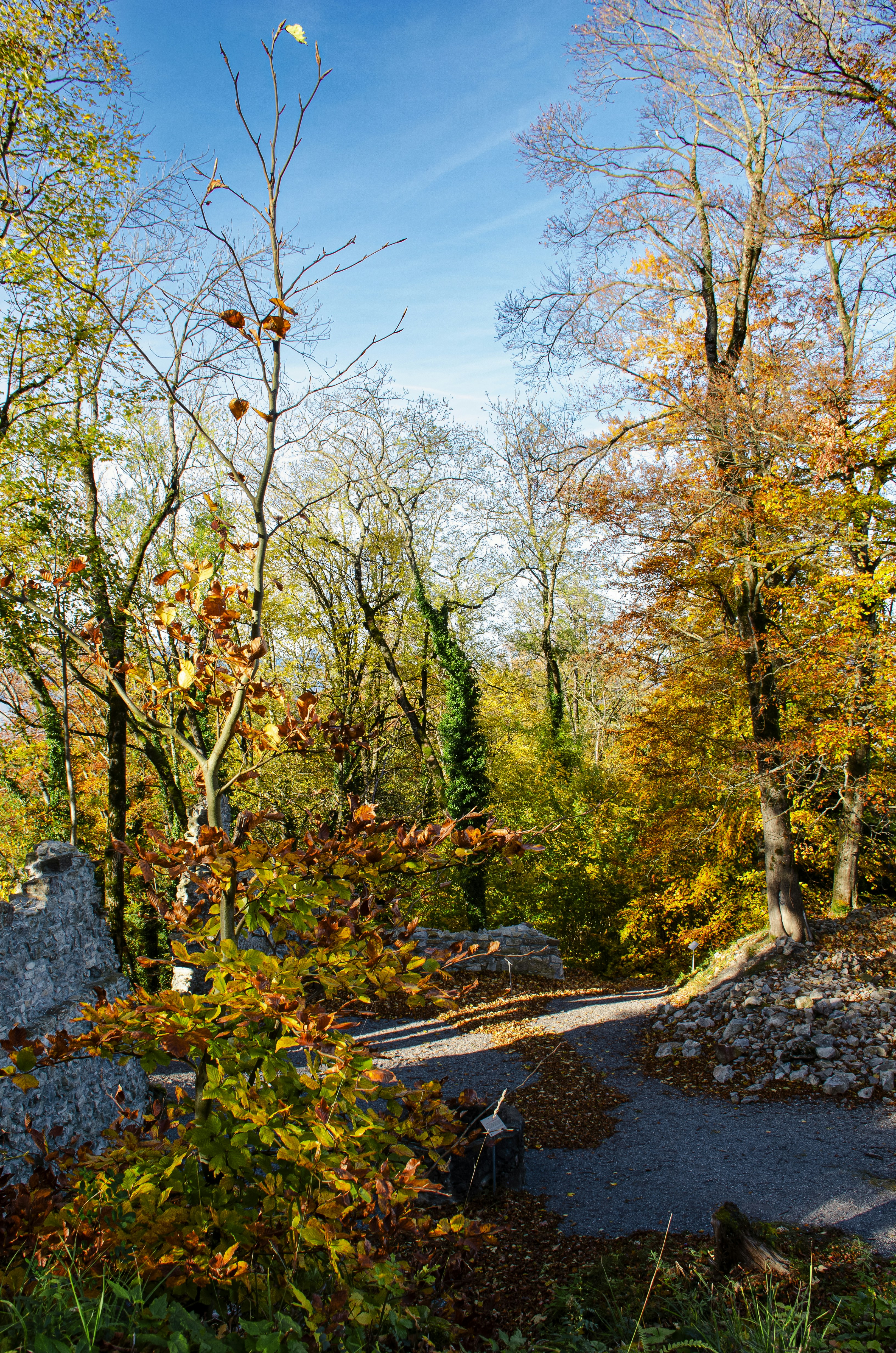 Dappled Autumn Path Through Quiet Ruins