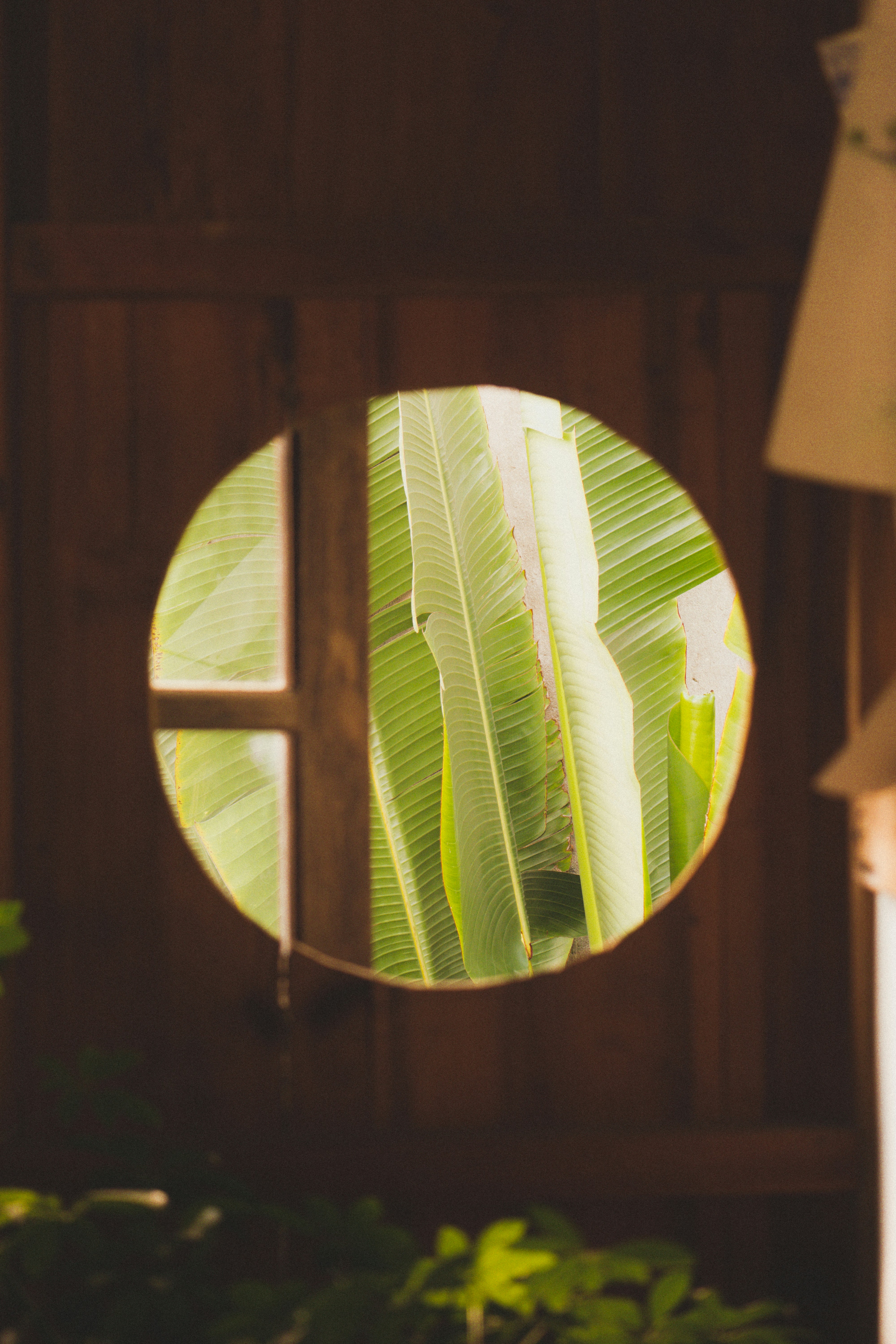 Circular Portal: Banana Leaves Framed by Wood in Soft Sunlight
