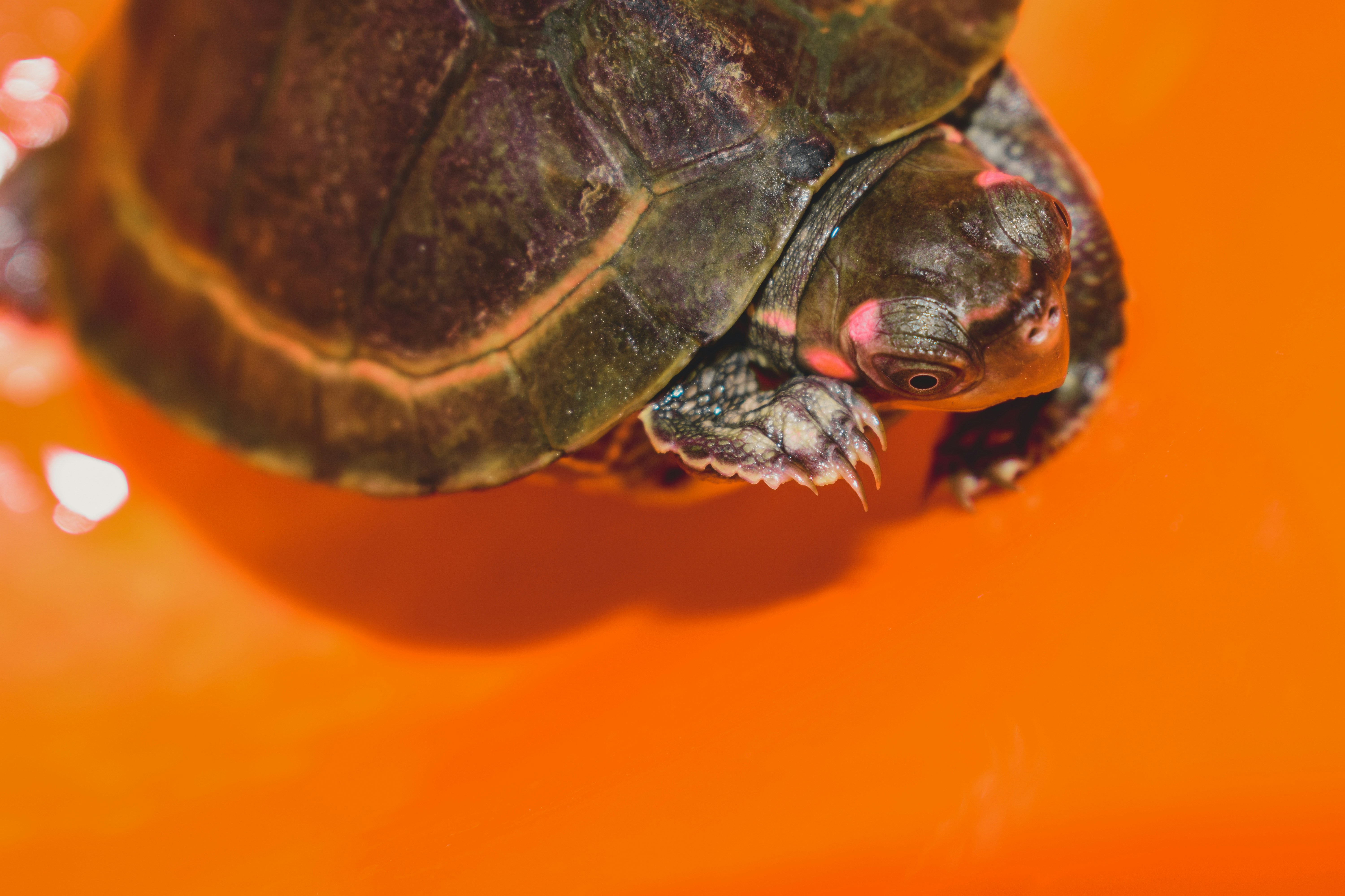 A close up of a turtle on an orange surface photo – Free Animal Image ...