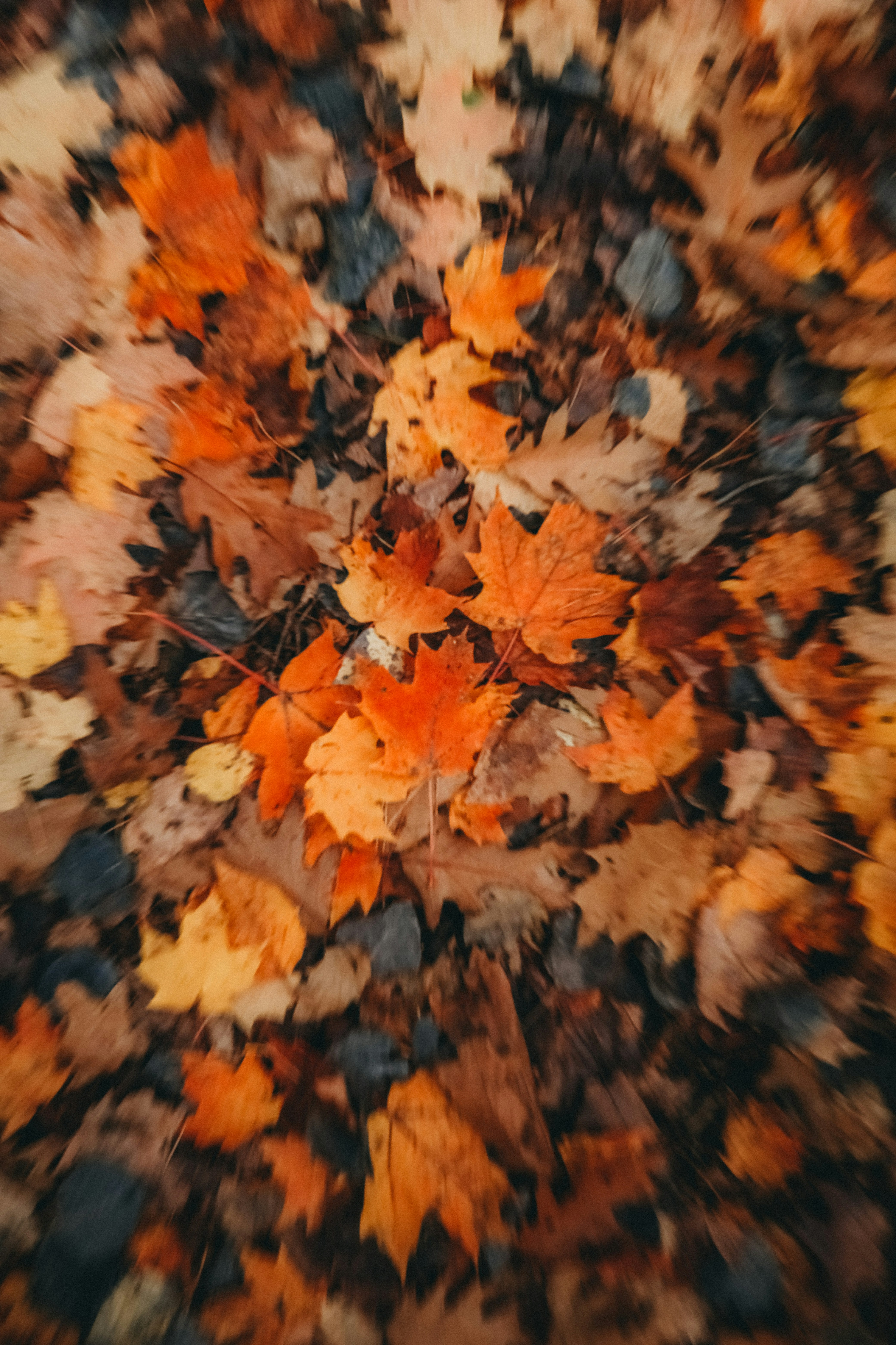 Soft-Focus Ember Carpet: Autumn Leaves in Motion