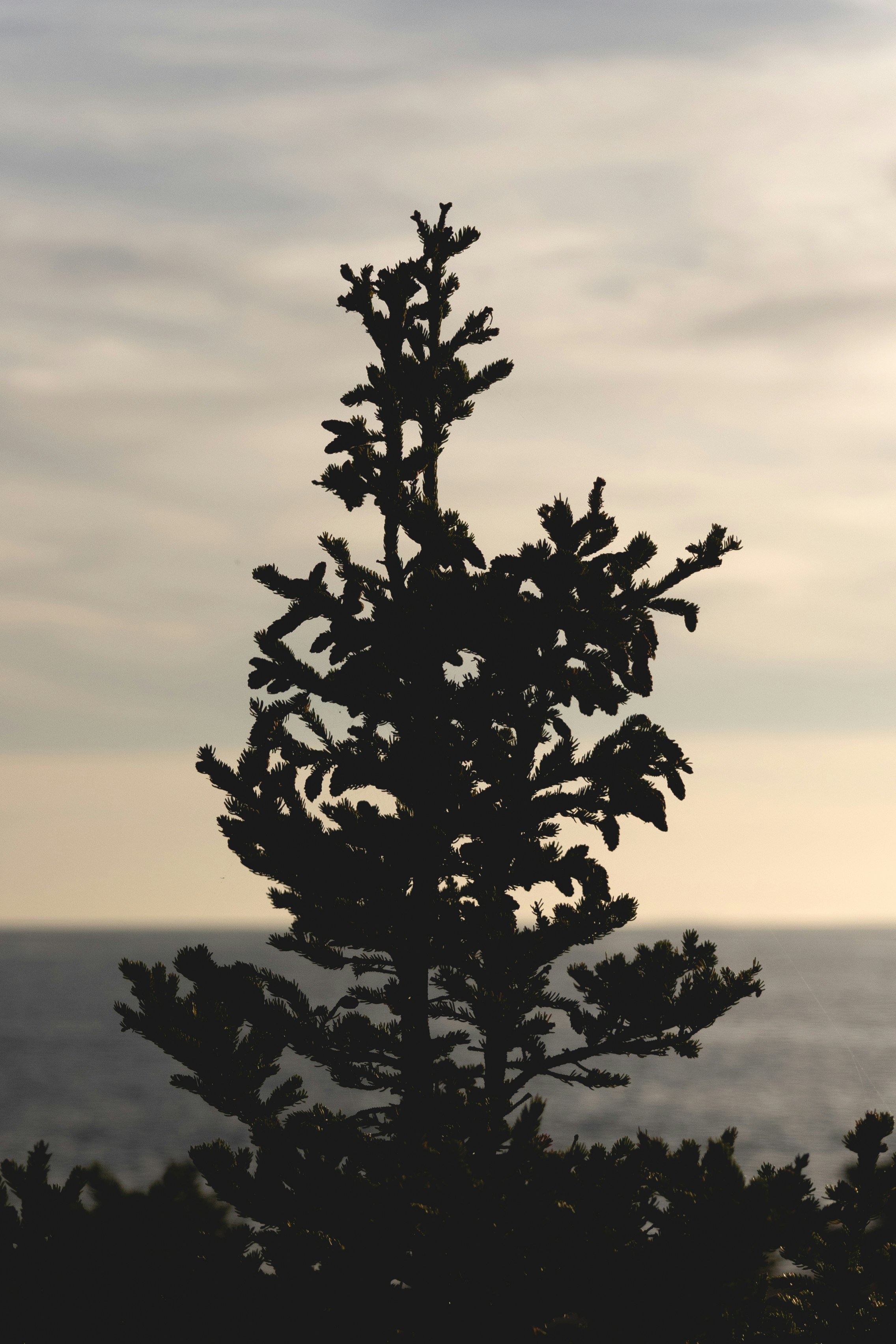 Dusk Silhouette: Lone Pine Standing Against the Quiet Sea