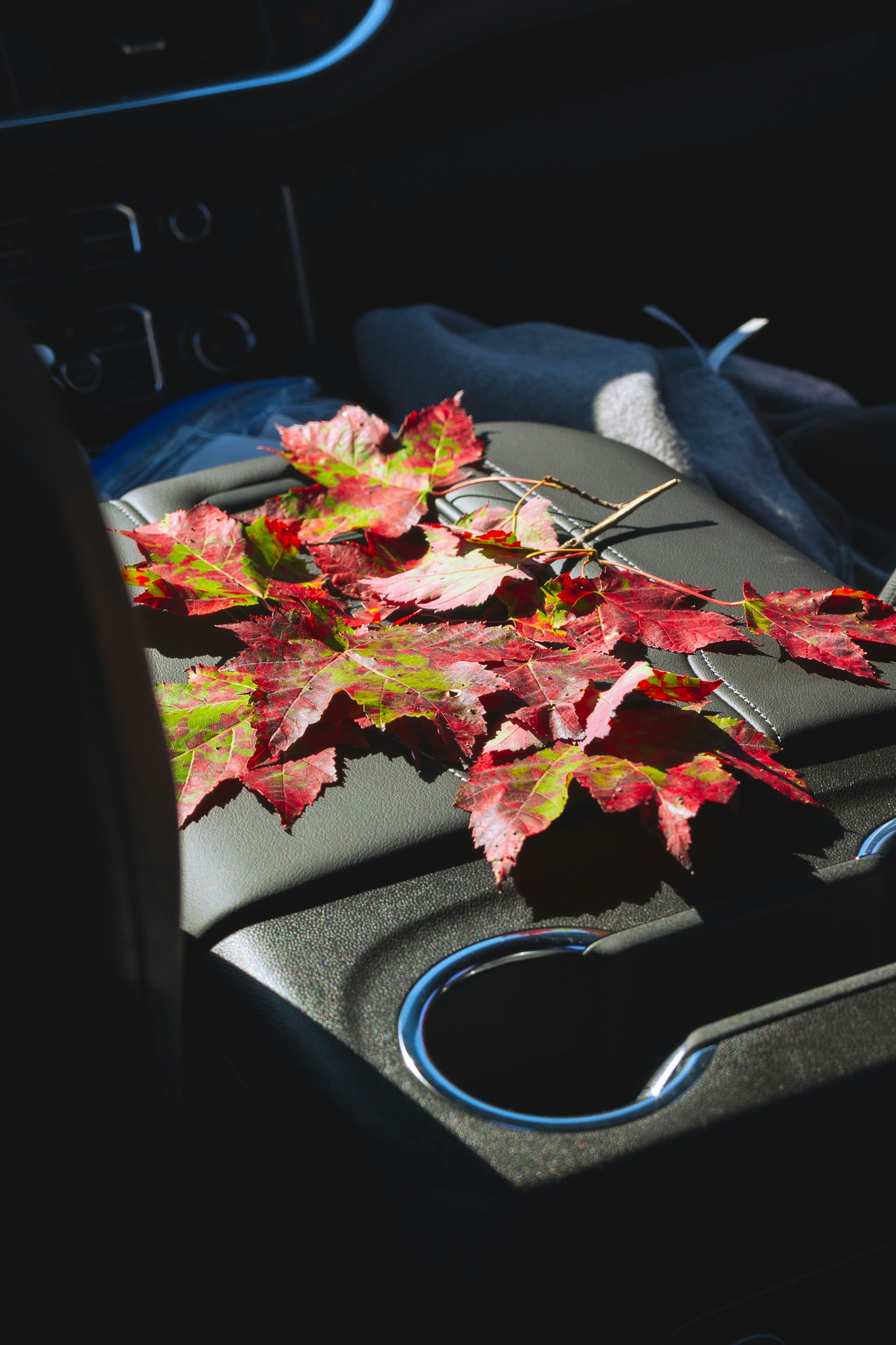 Autumn Leaves on a Car Console: A Quiet Moment in a Moving Space