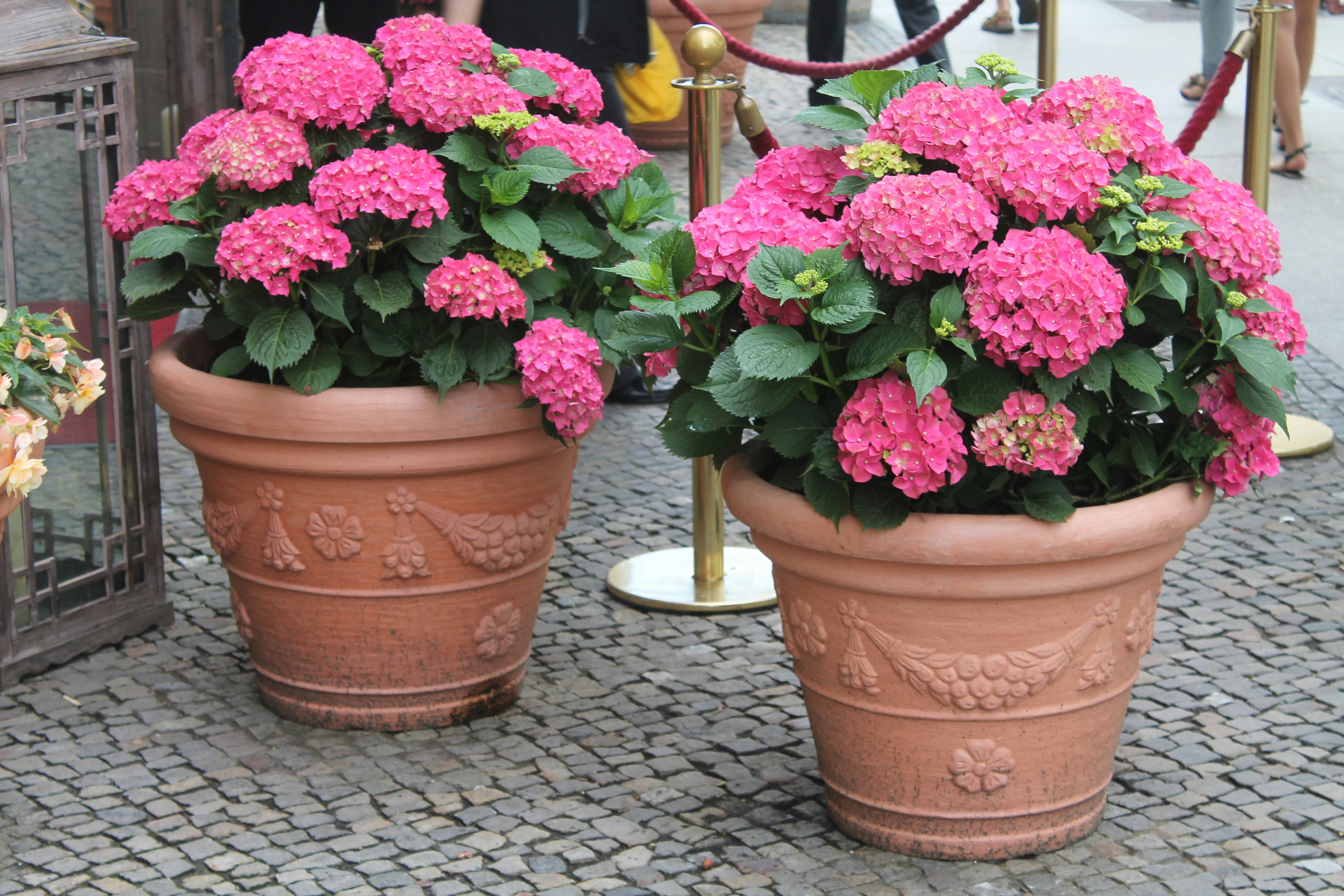 Terracotta Guardians: Pink Hydrangeas on a Cobblestone Promenade