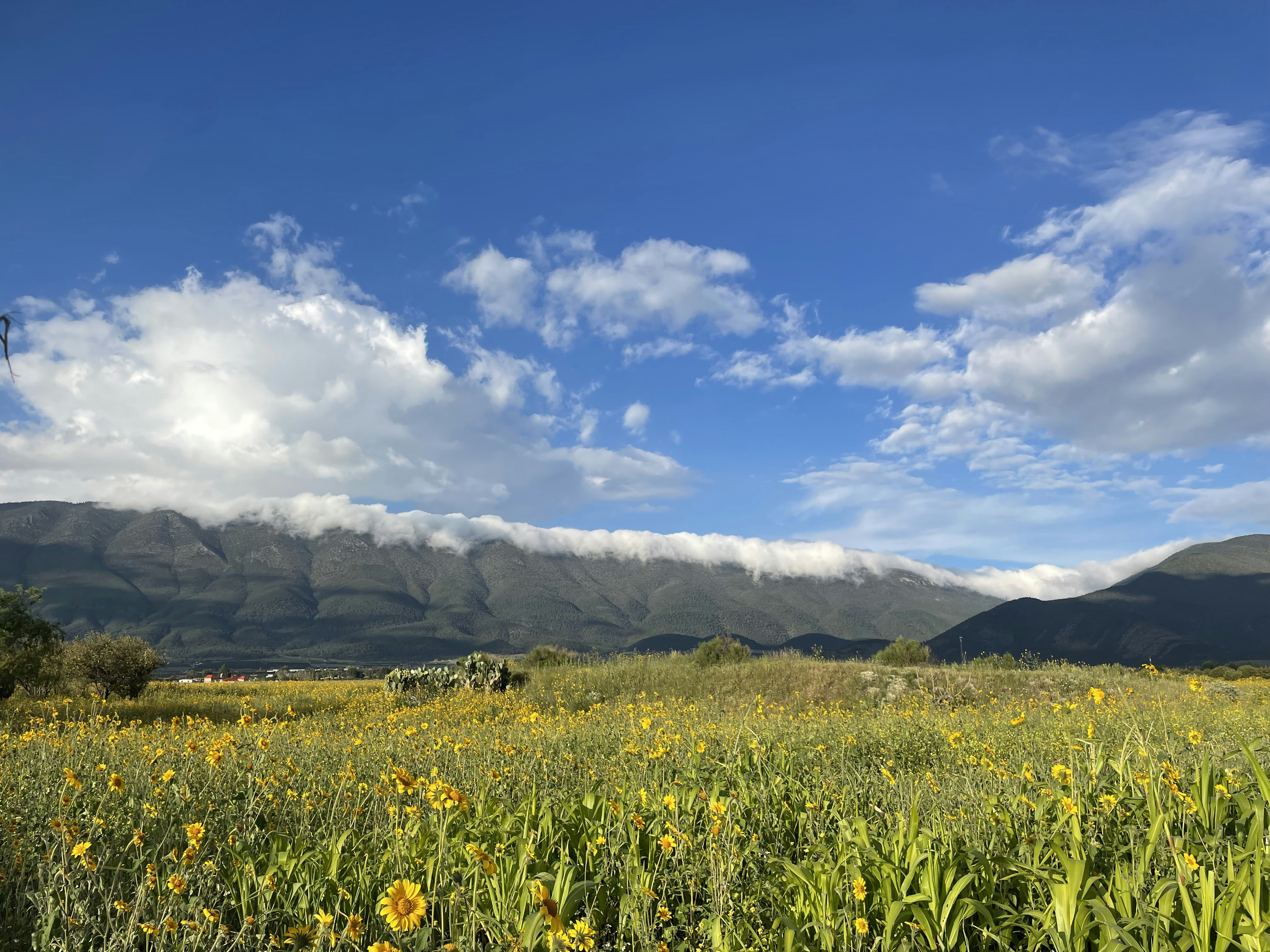 Sunlit Fields Beneath Majestic Mountains