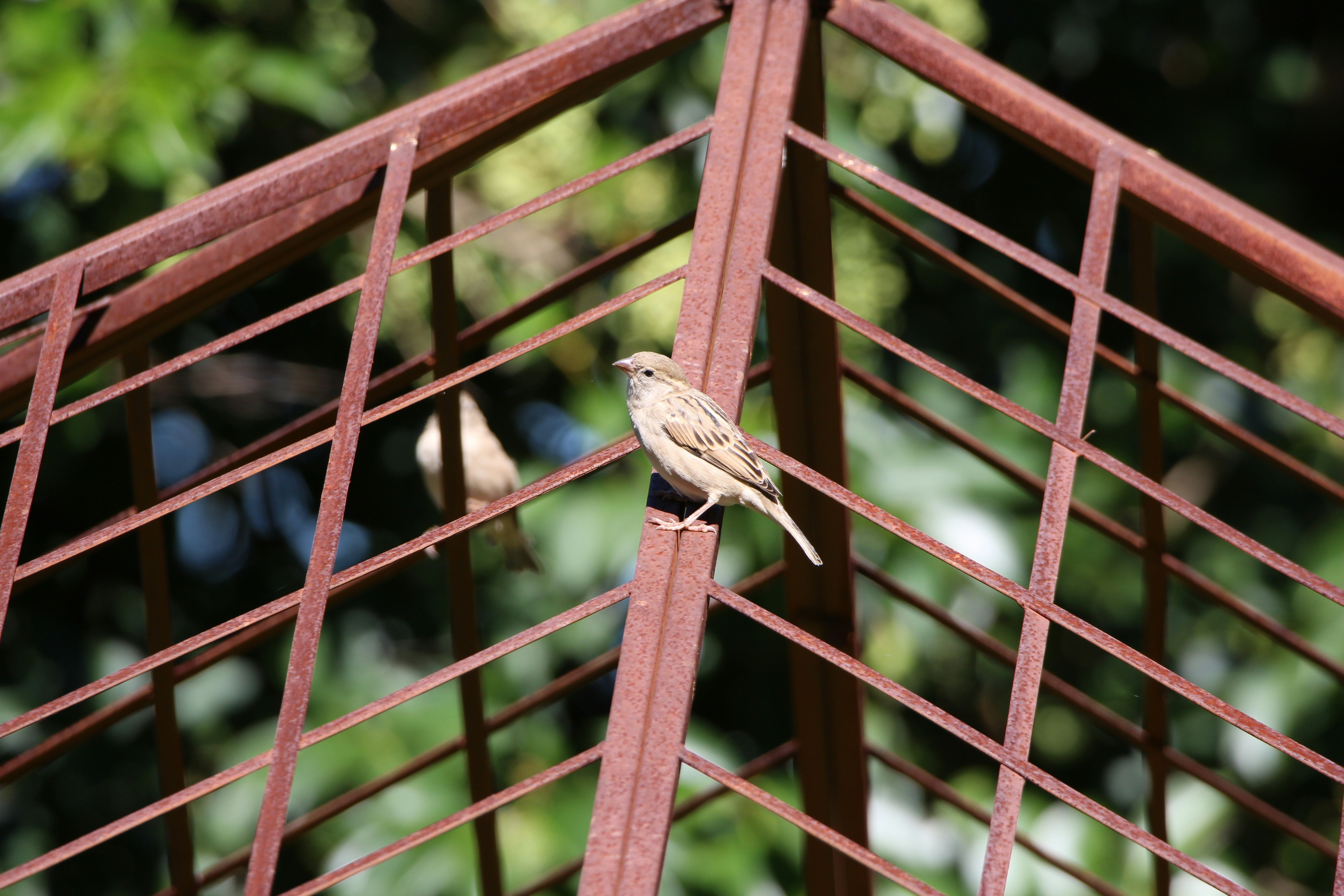 A small bird perched on a rusted metal structure, surrounded by lush greenery. The scene captures the harmony between wildlife and urban elements.