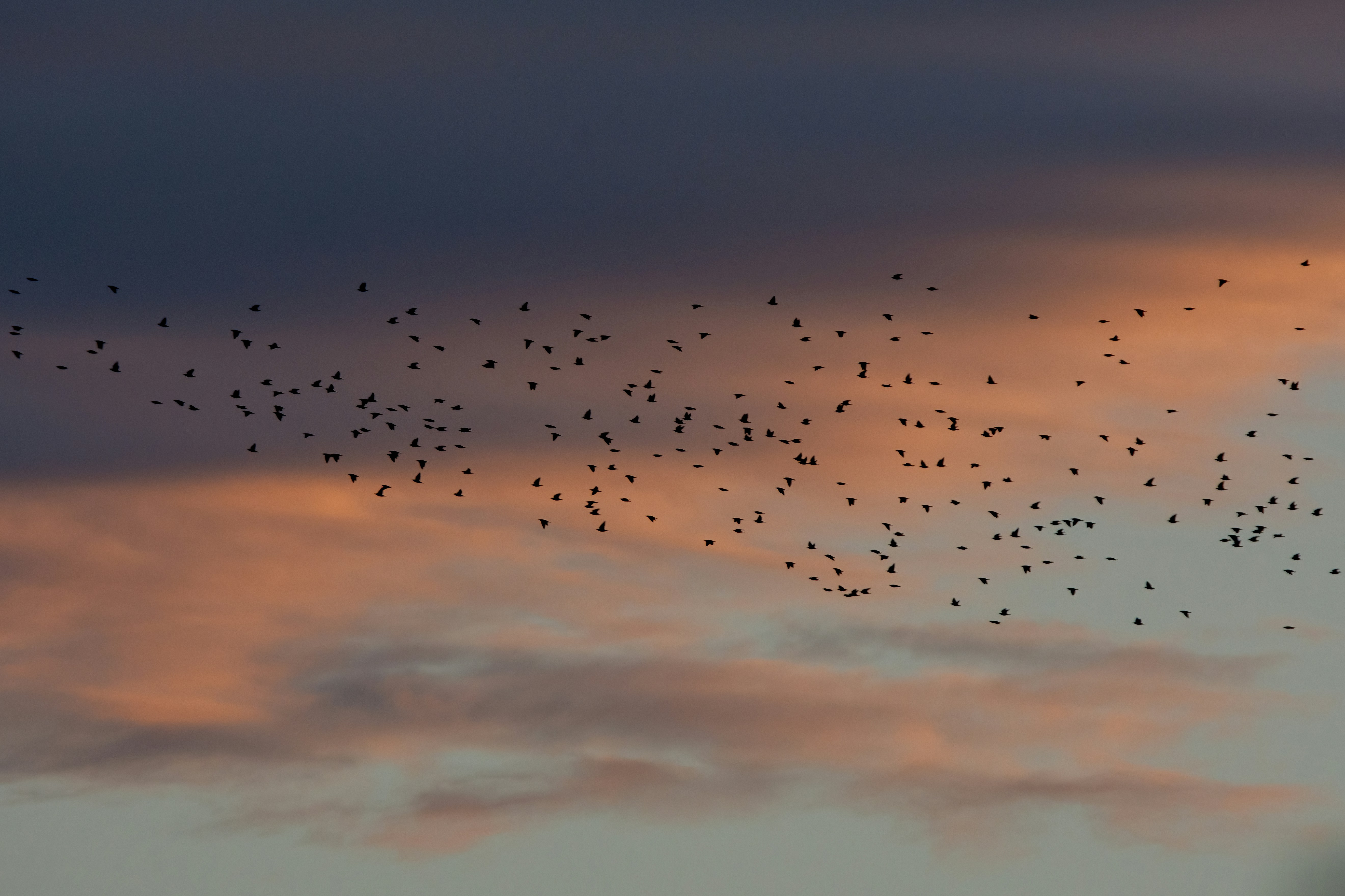 A flock of birds flying through a cloudy sky photo – Free Backlit Image ...