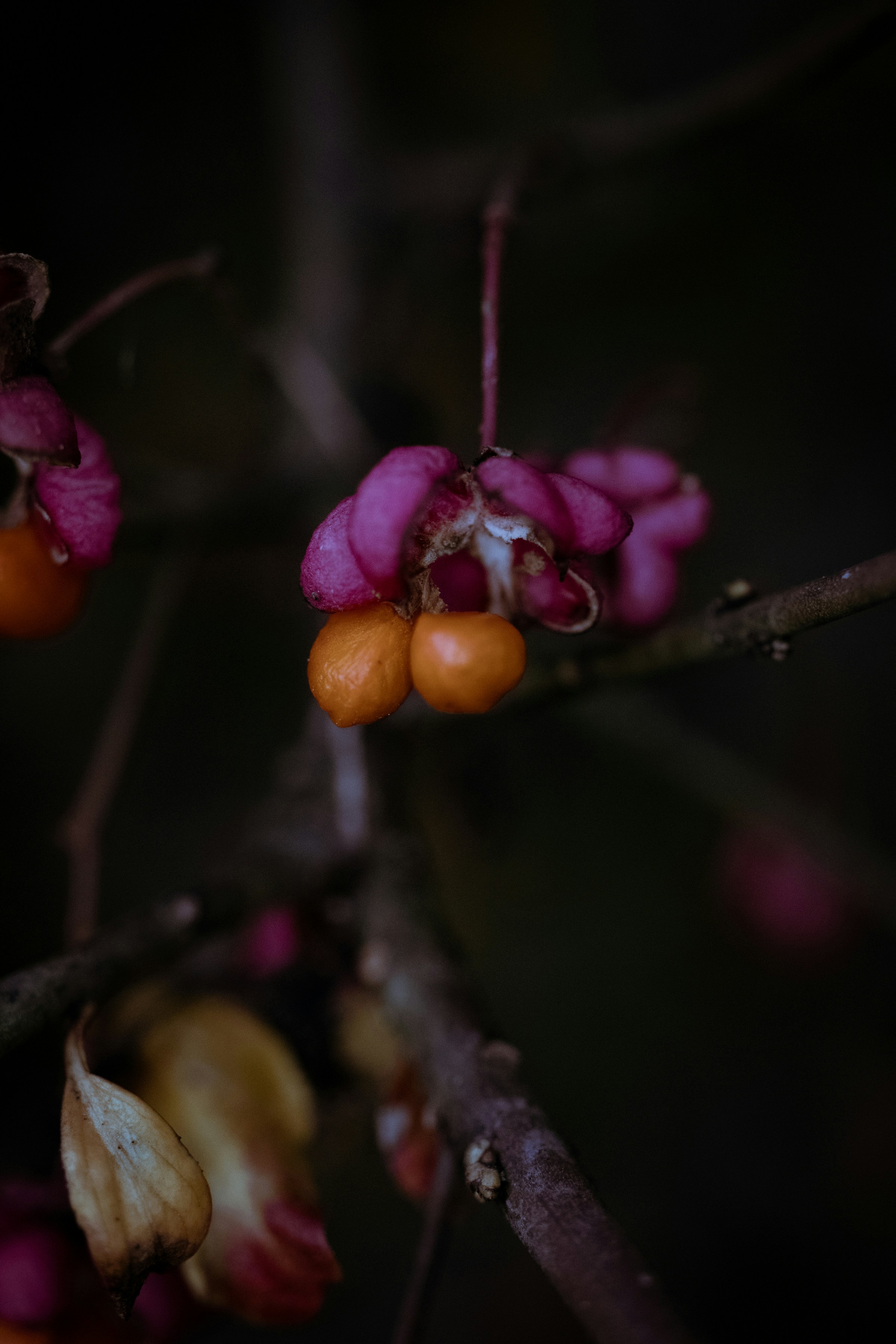 Midnight Cluster: Pink Seed Pods and Orange Berries in a Shadowed Branch
