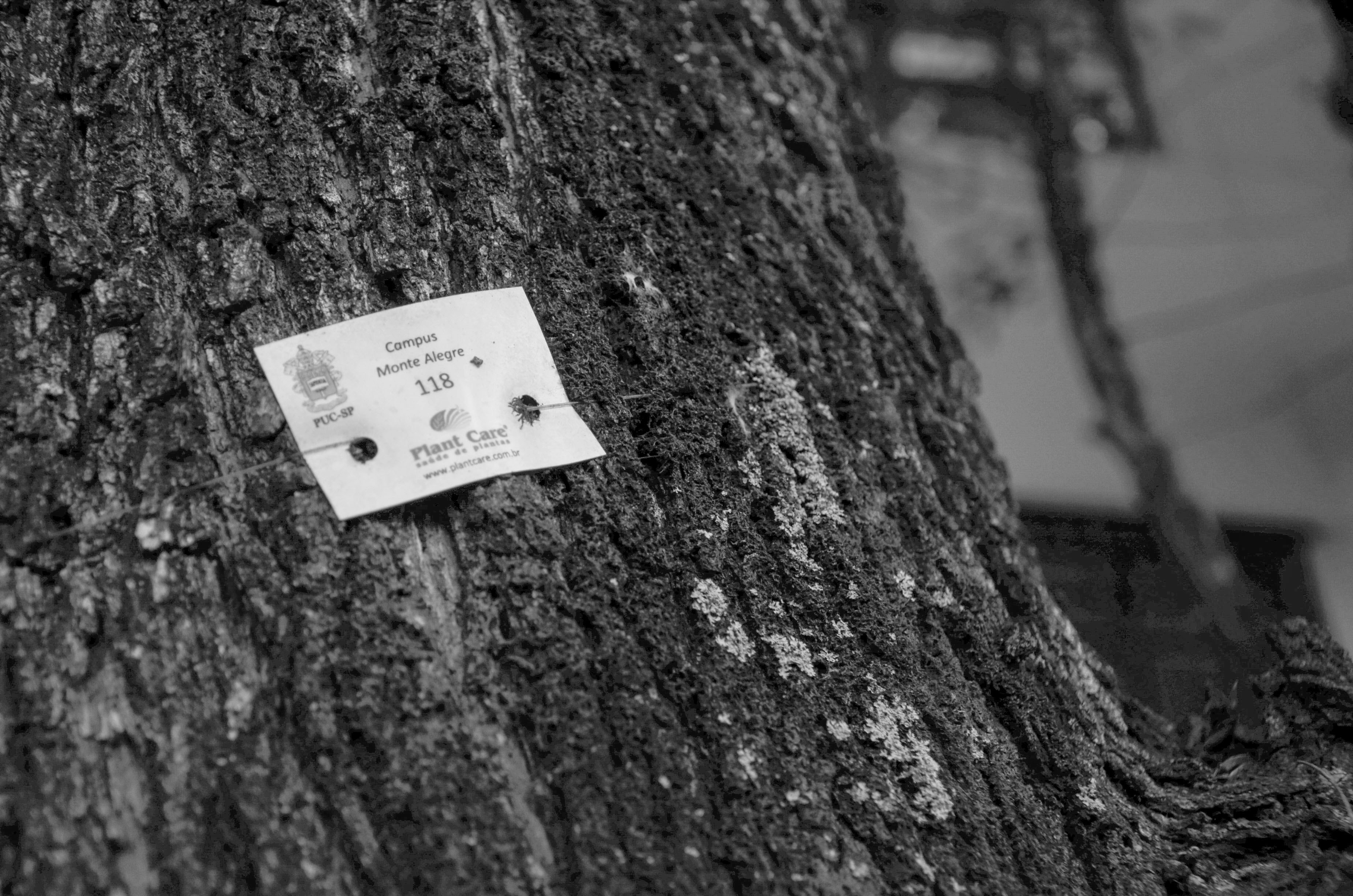 A Tiny Tag on Weathered Bark: Quiet Clue from the Street