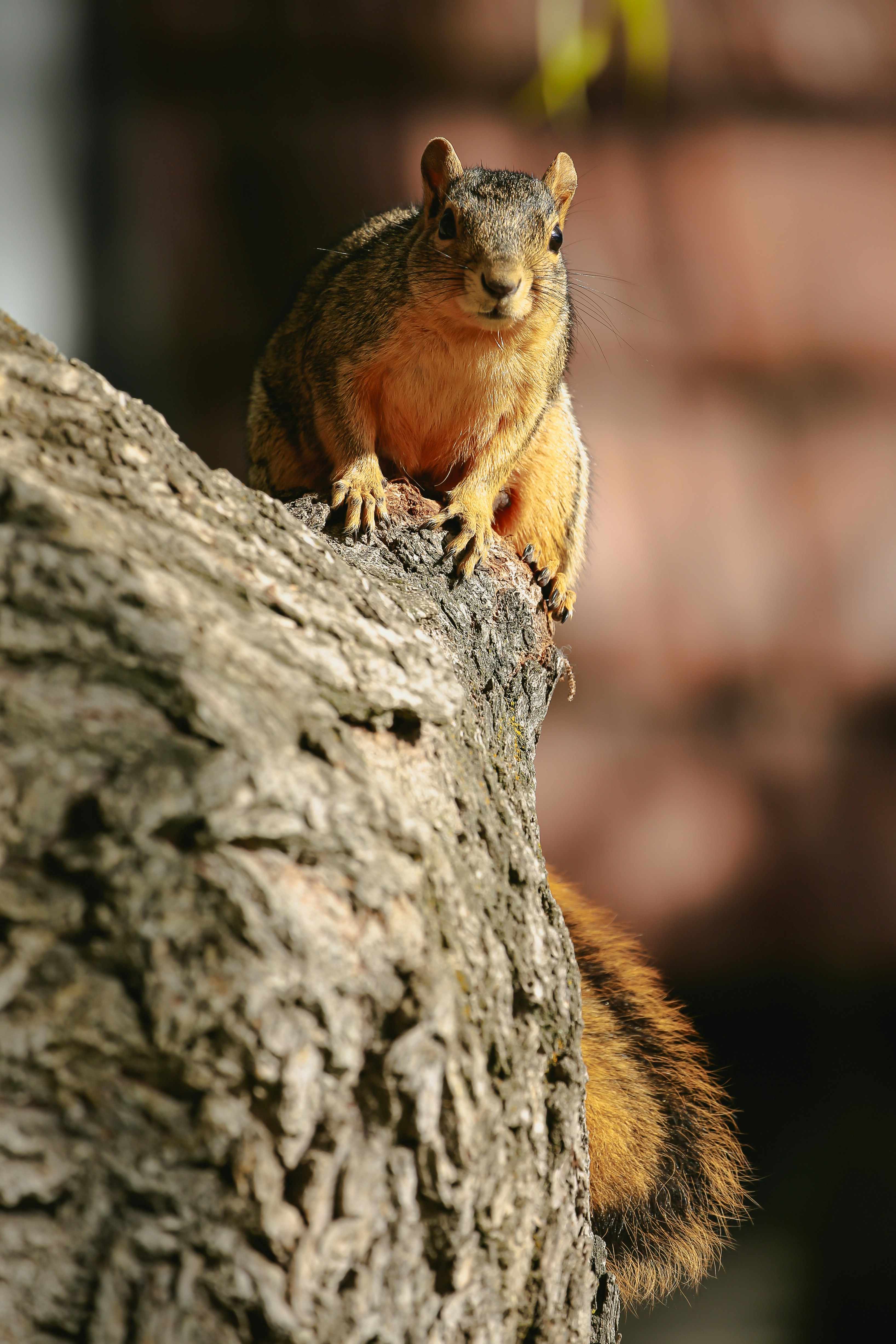 a squirrel is sitting on a tree branch