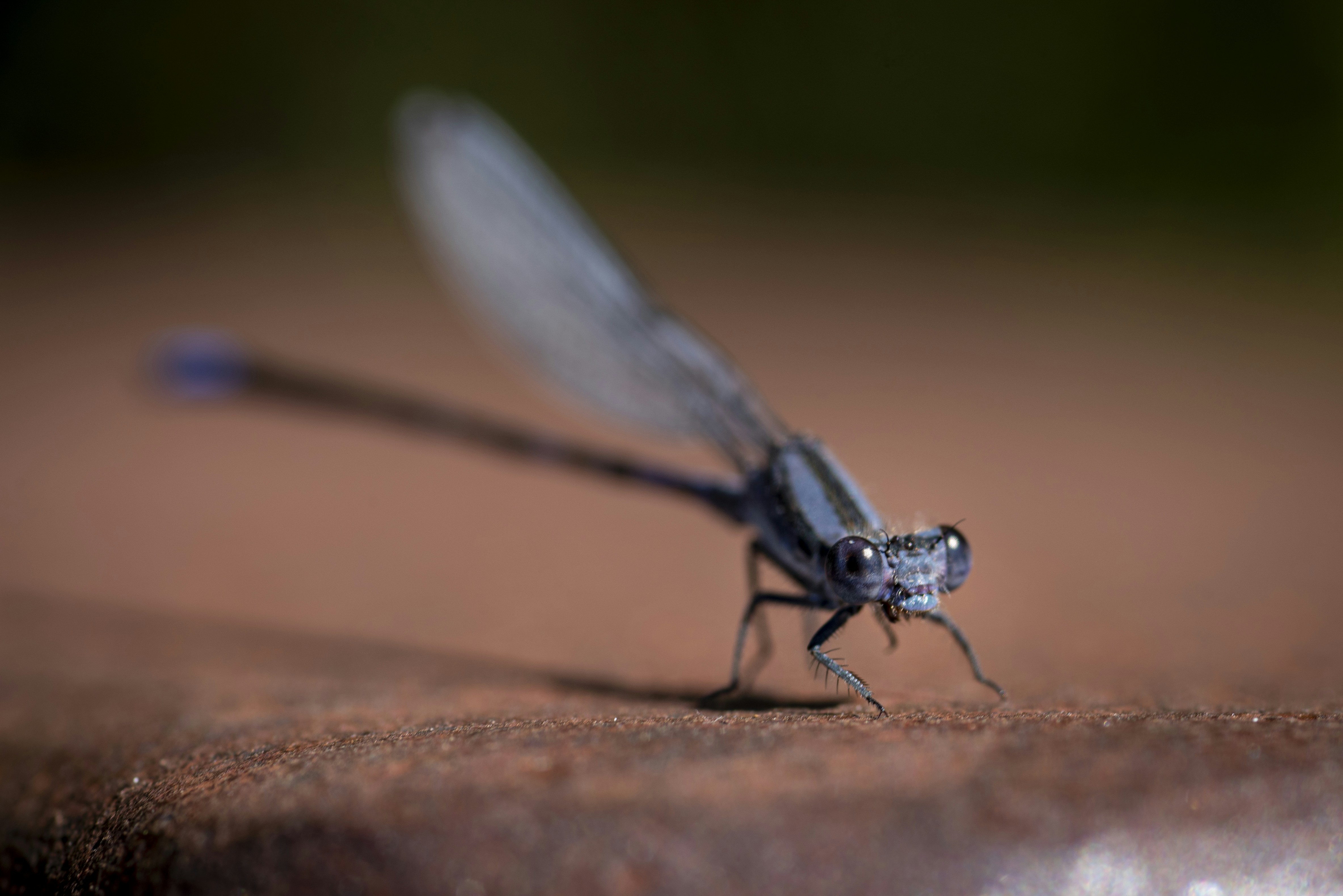 Eye-Glow Dragonfly: Dew-Kissed Macro Portrait on a Rustic Surface