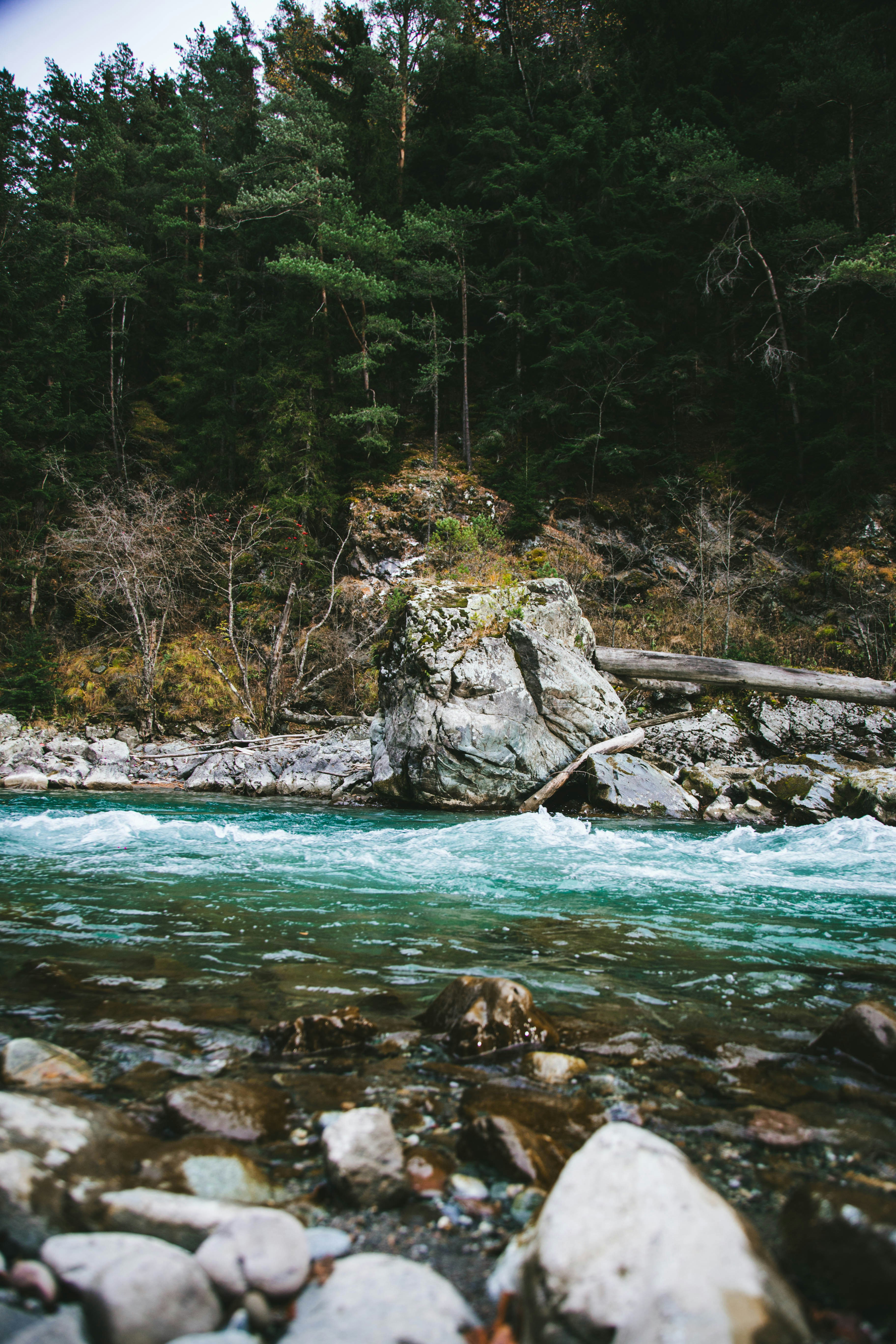 Une rivière qui coule à travers une forêt remplie de beaucoup de ...