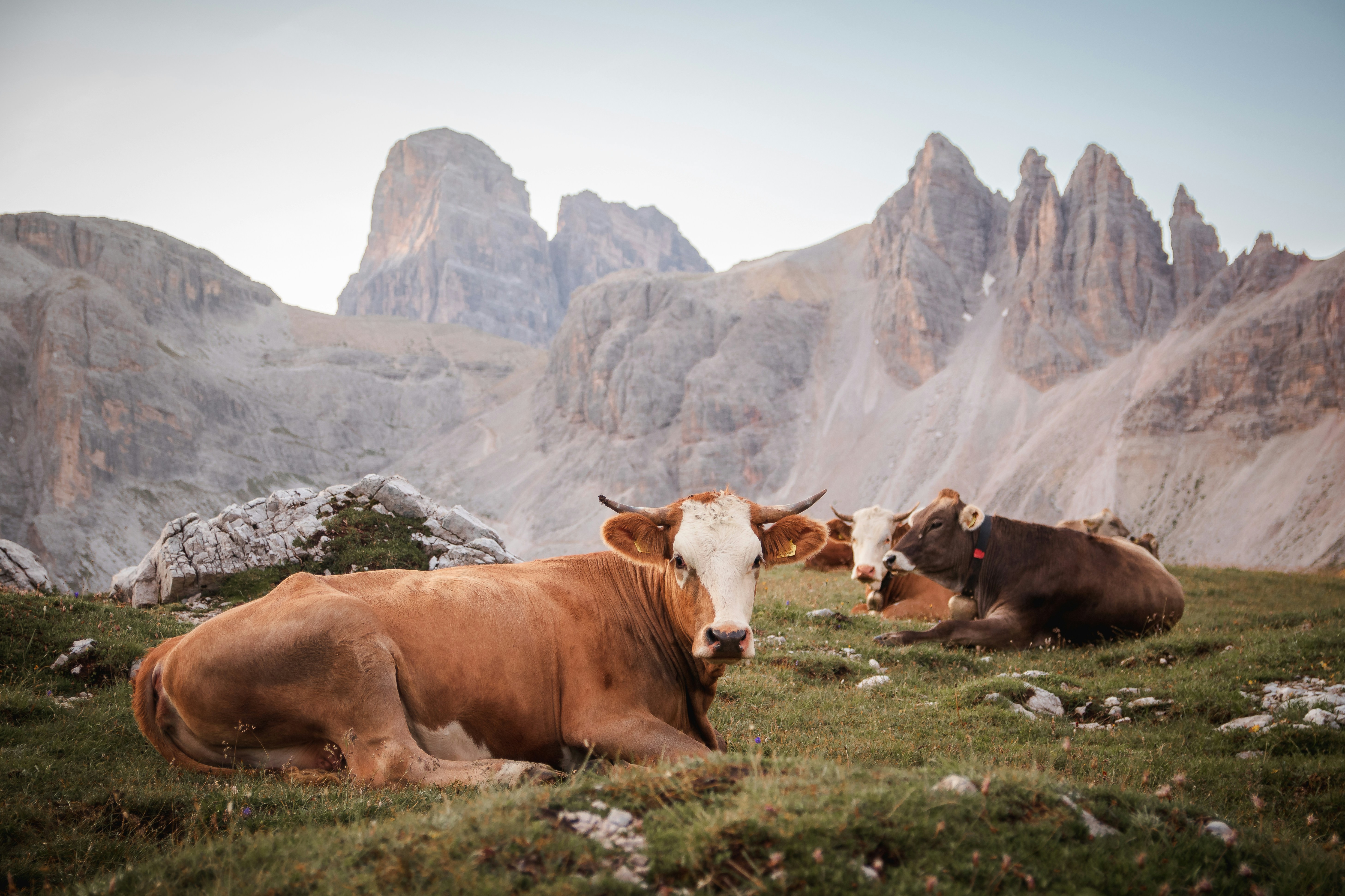 Two cows resting on lush grass with towering mountain peaks in the background. The scene captures a tranquil moment in nature.