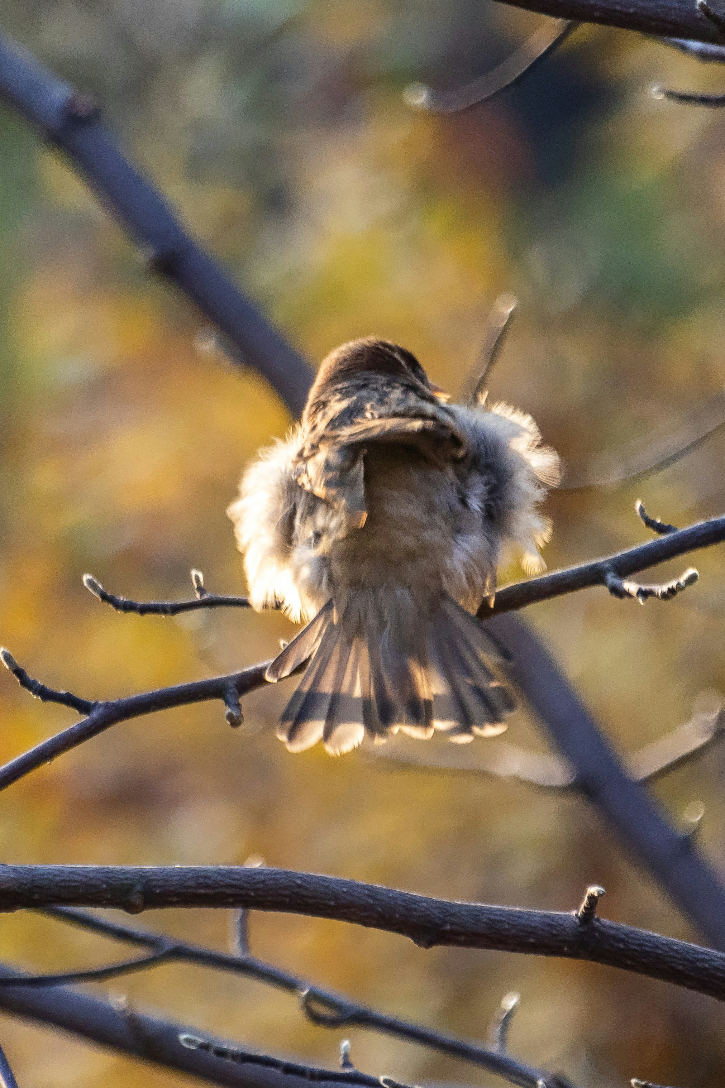 Amber Backlit: A Tiny Songbird Fluffs on a Sunlit Branch