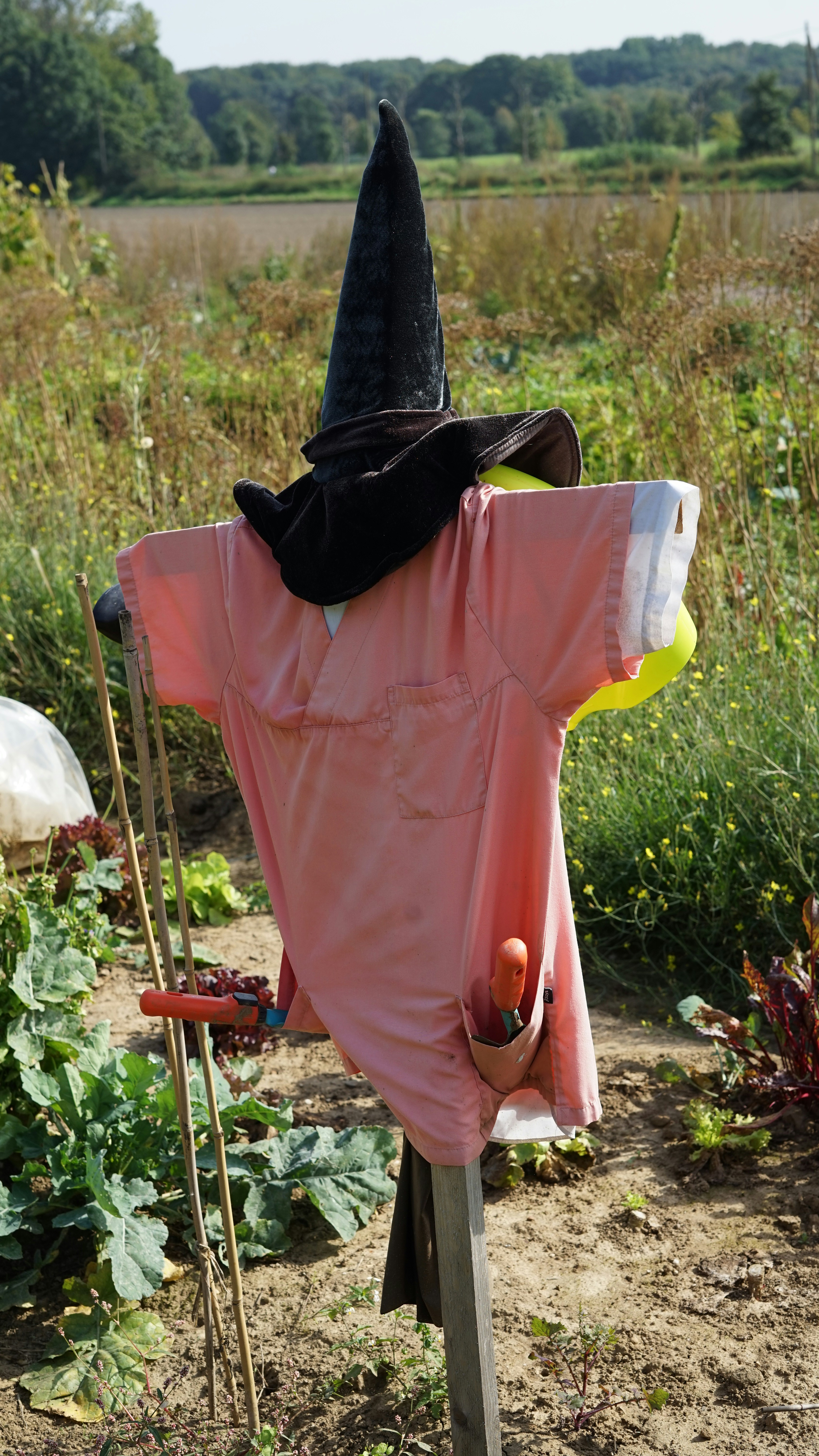 Sunlit Garden Guardian: A Pink Shirt Scarecrow With A Black Hat