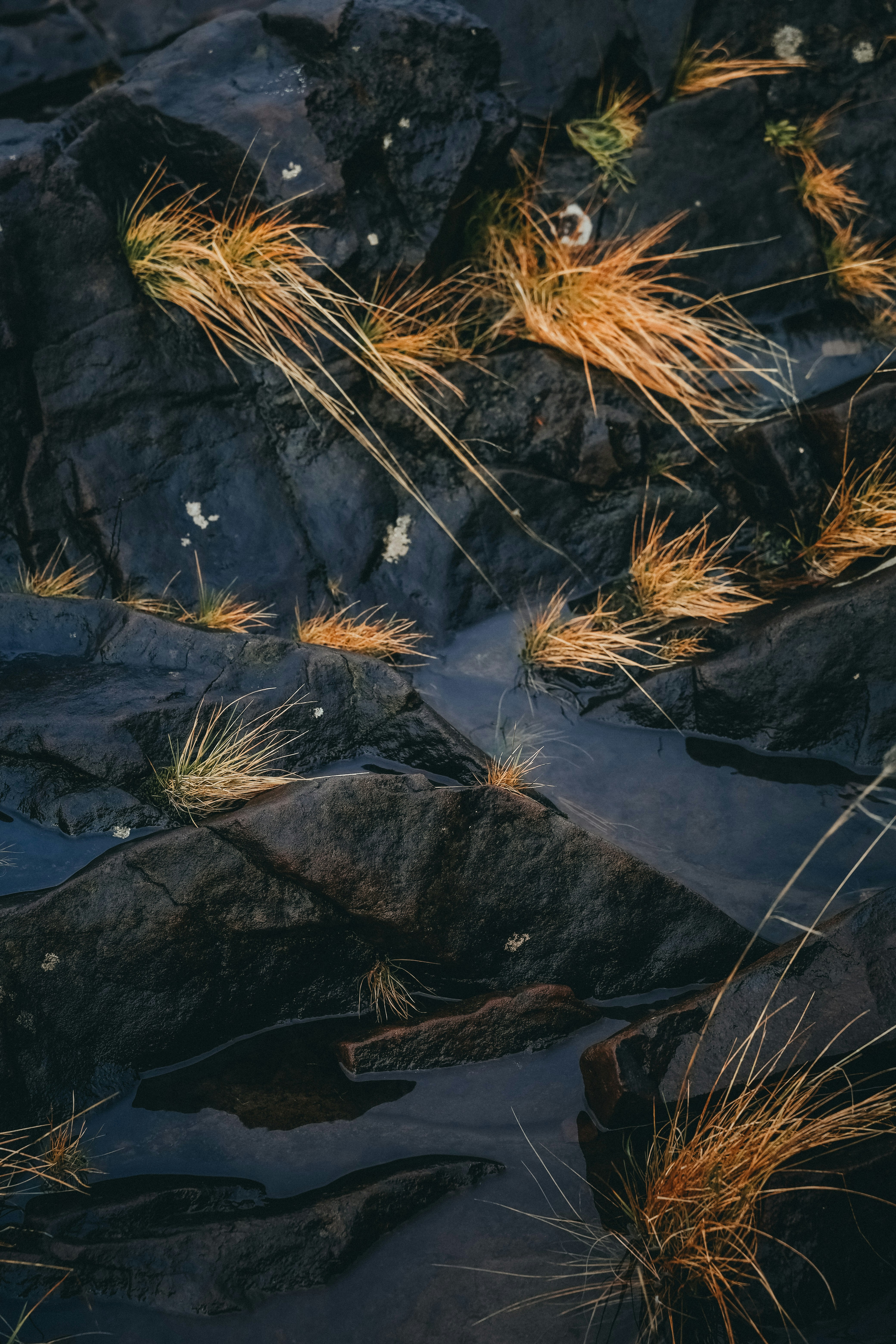 Amber Tufts Across Midnight Basalt