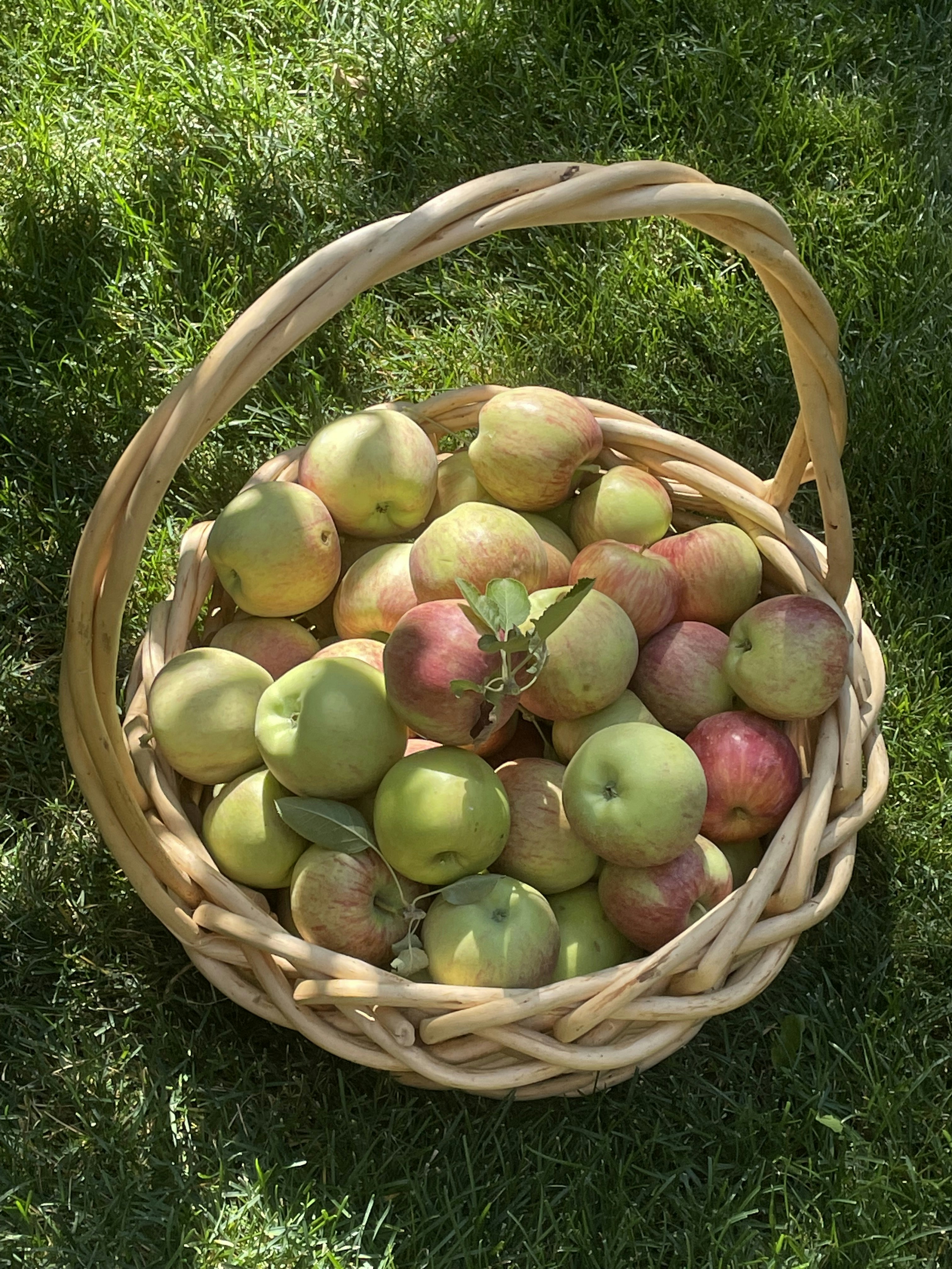 Sunlit Orchard Basket: Apples on Fresh Grass