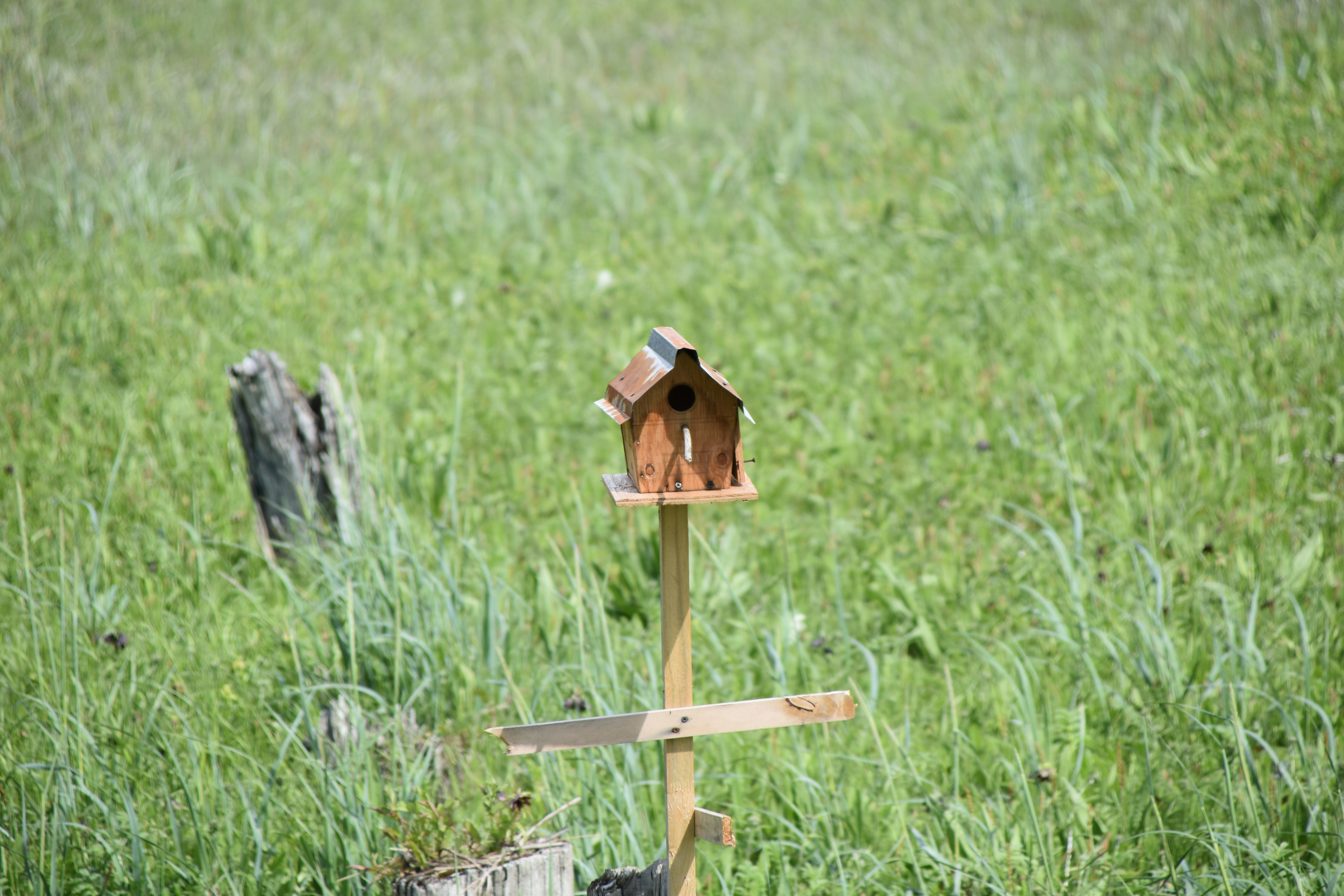 A charming wooden birdhouse perched on a post, surrounded by lush green grass and distant tree stumps.
