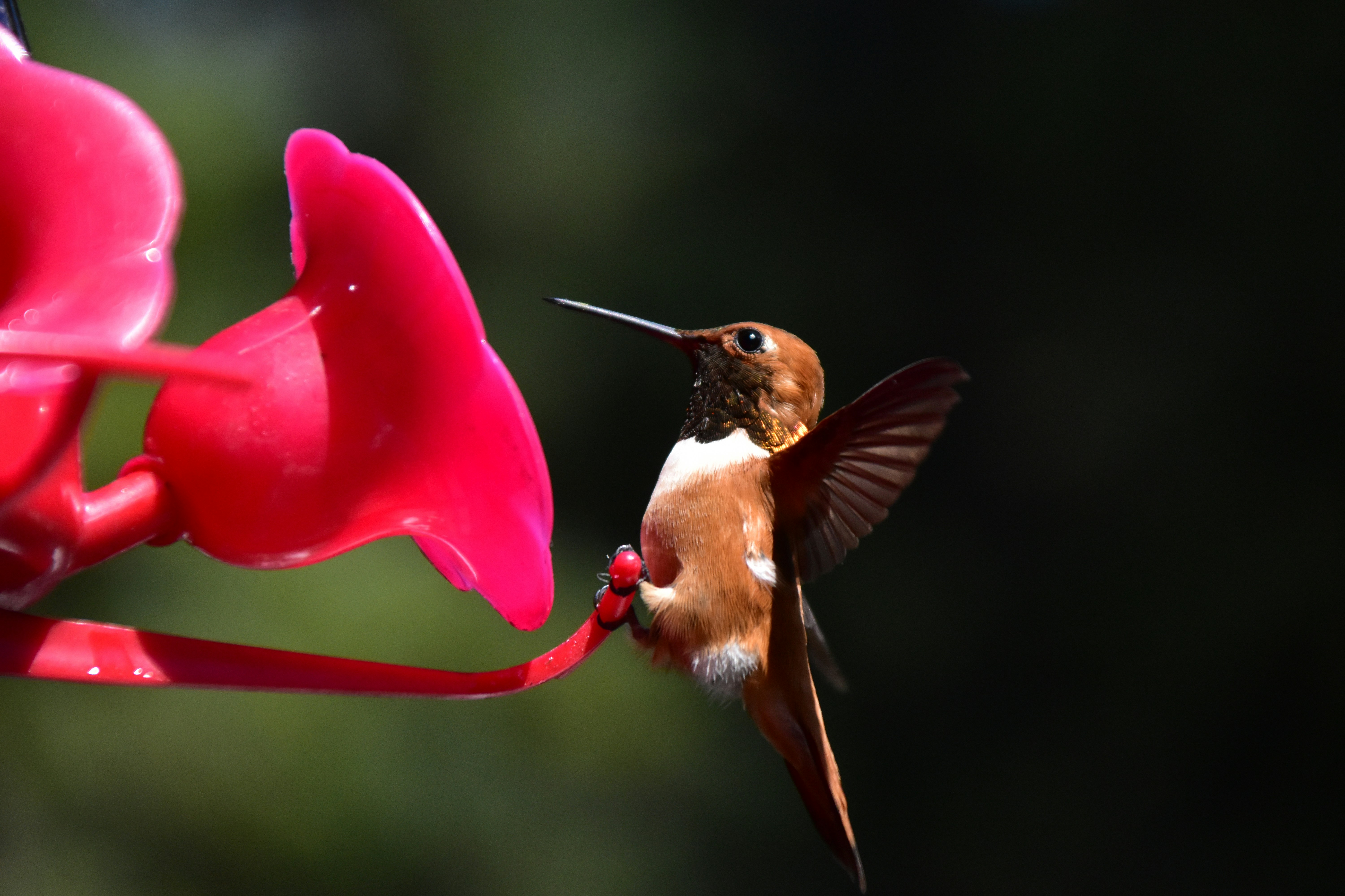 Hummingbird hovering near vibrant pink flowers, showcasing its iridescent feathers and delicate wings.
