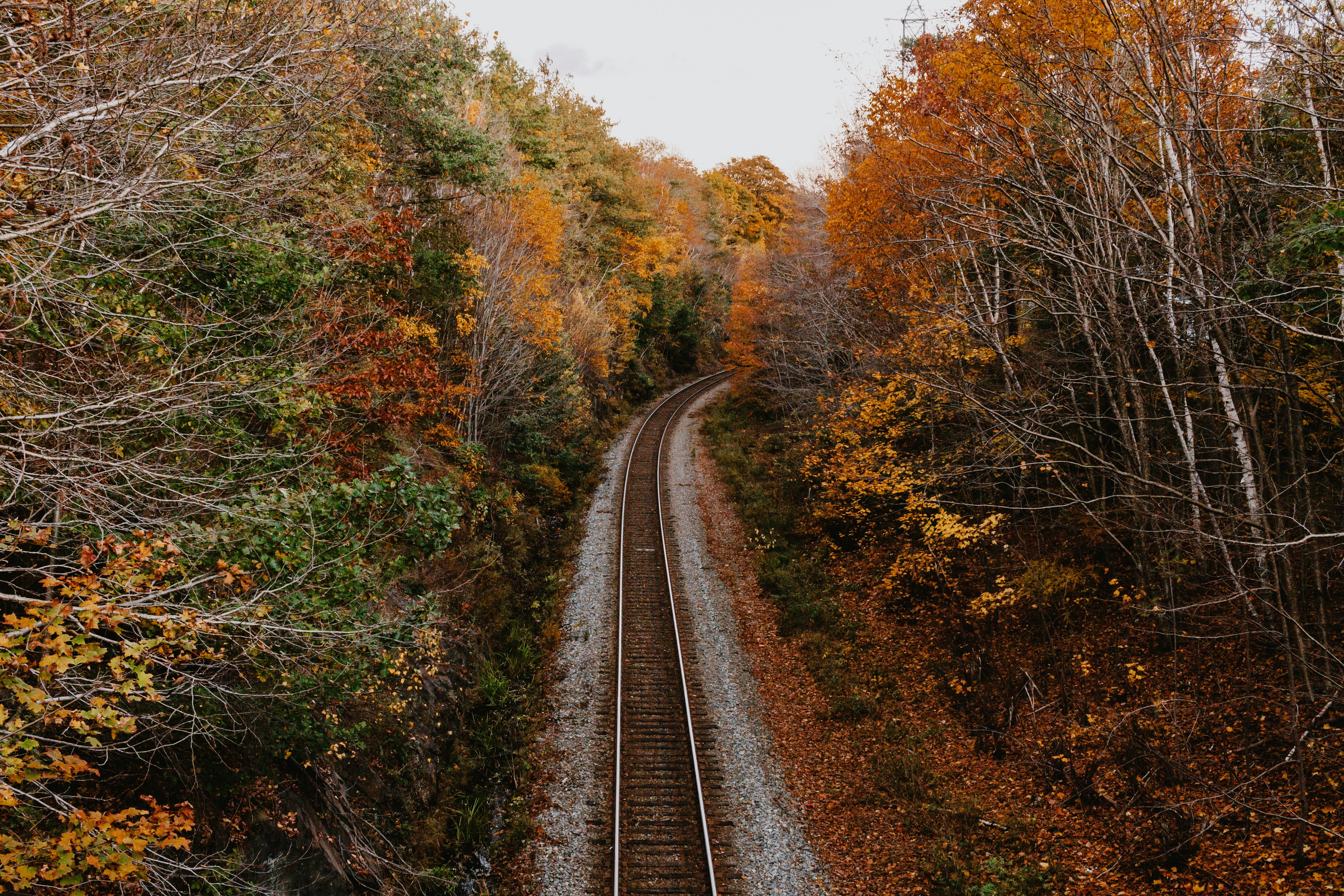 A train track running through a forest filled with trees photo – Free ...