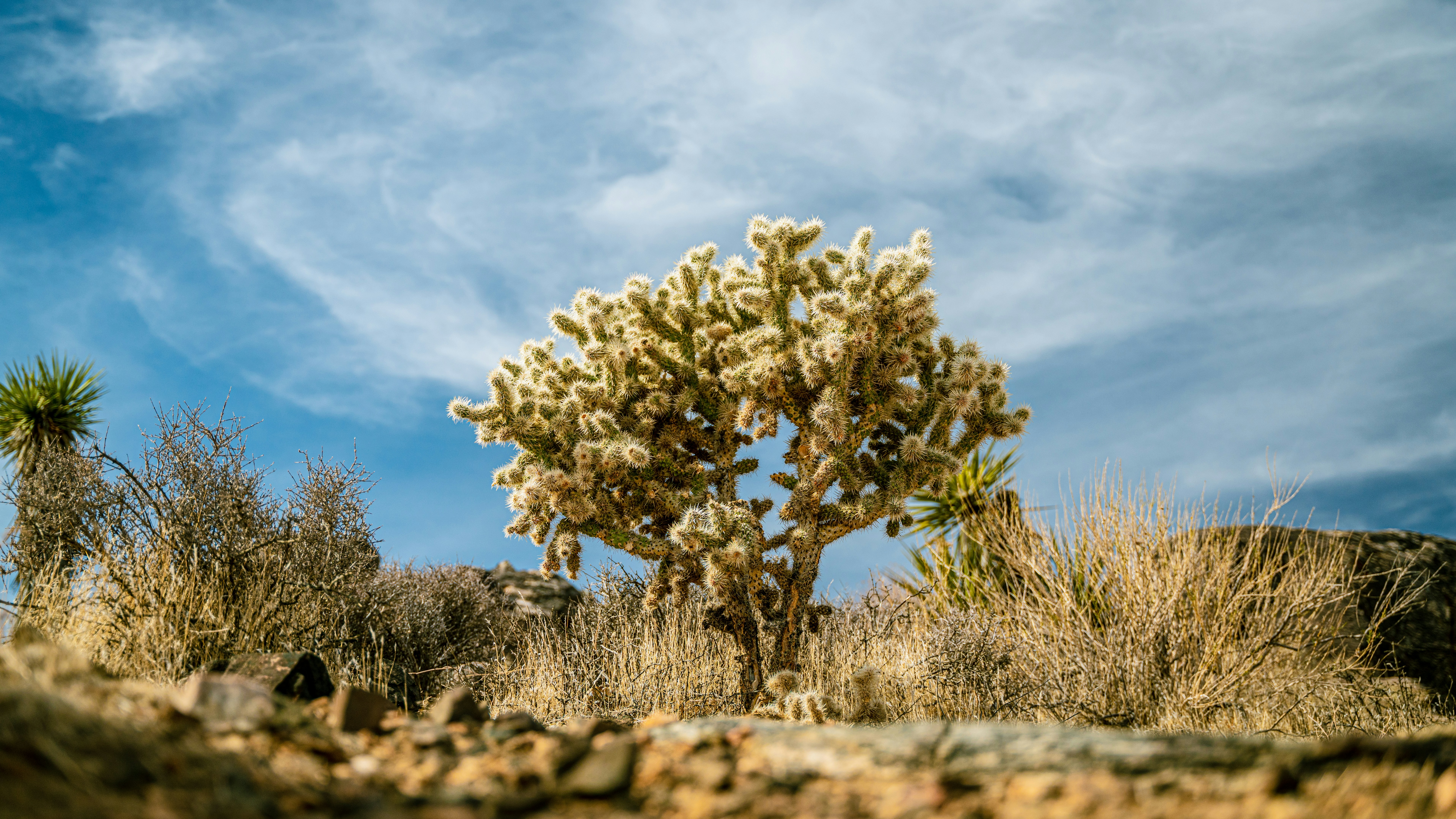 Desert Sentinel: White-Flowered Saguaro Under a Wide Desert Sky